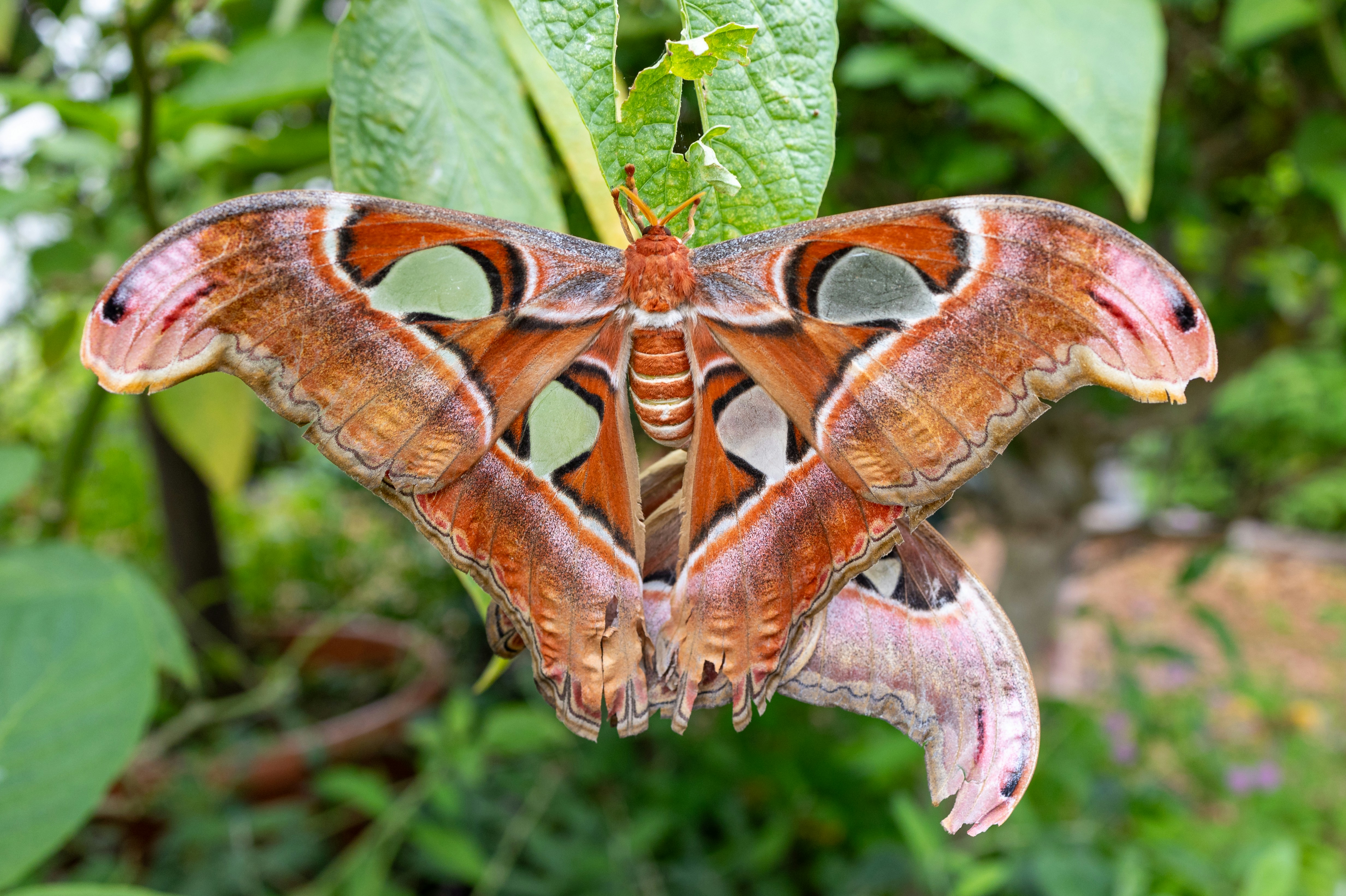 Emerald Wings: A Monarch-Moth in Focus