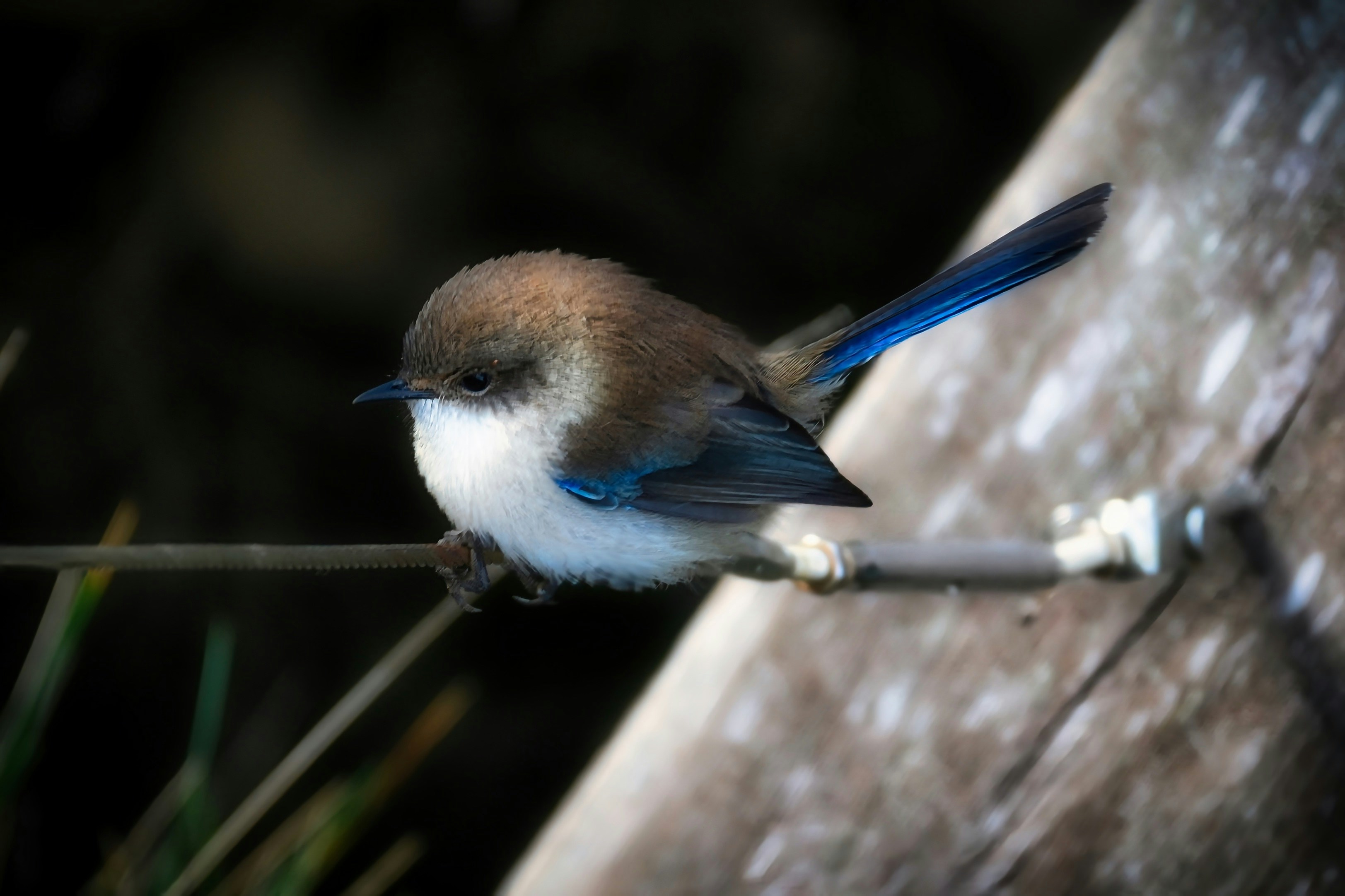 Azure Tail Perch: a tiny blue-winged songbird on a weathered wire