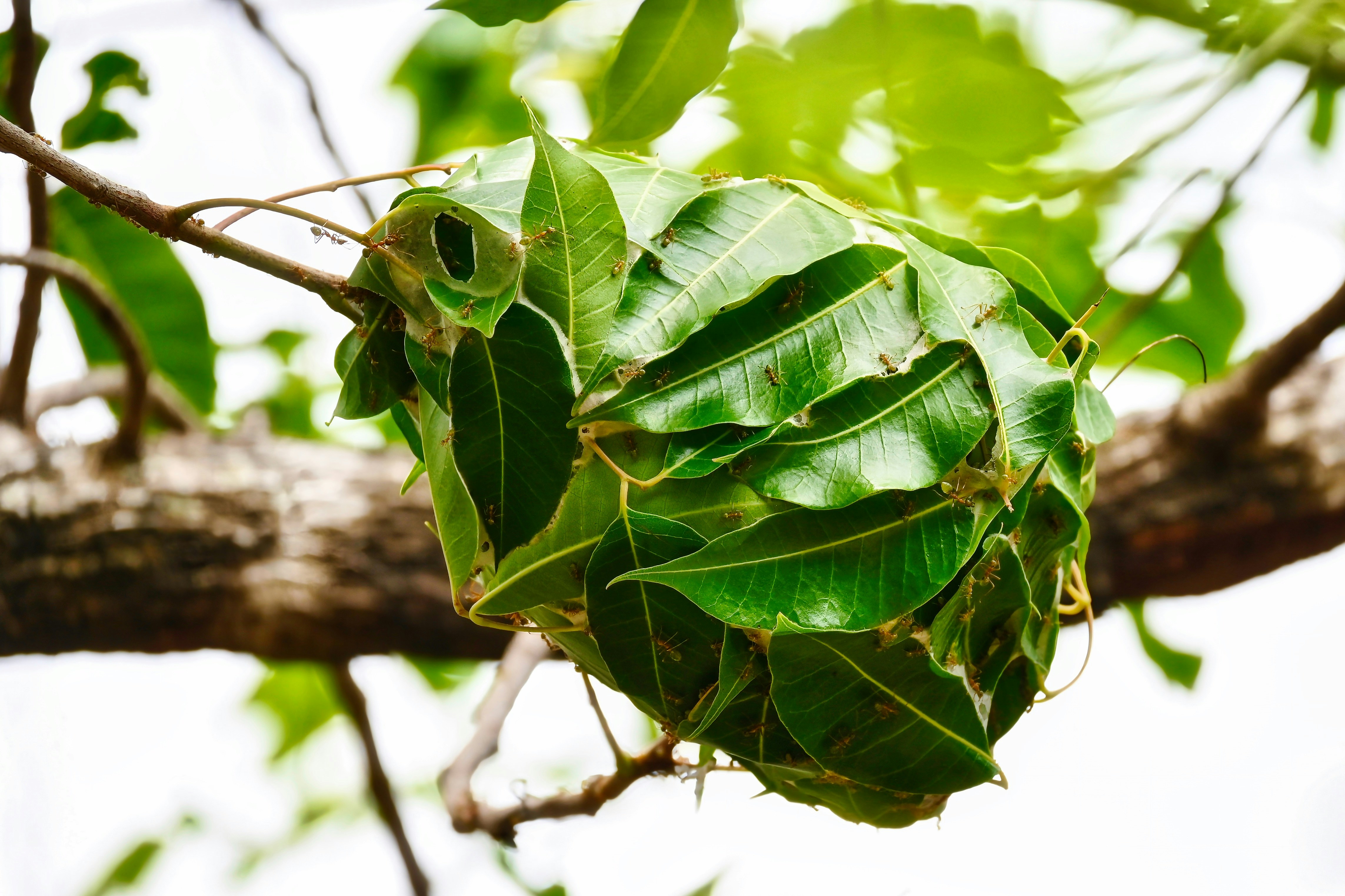 Leaf-Wrapped Nest Adrift on a Sunlit Branch