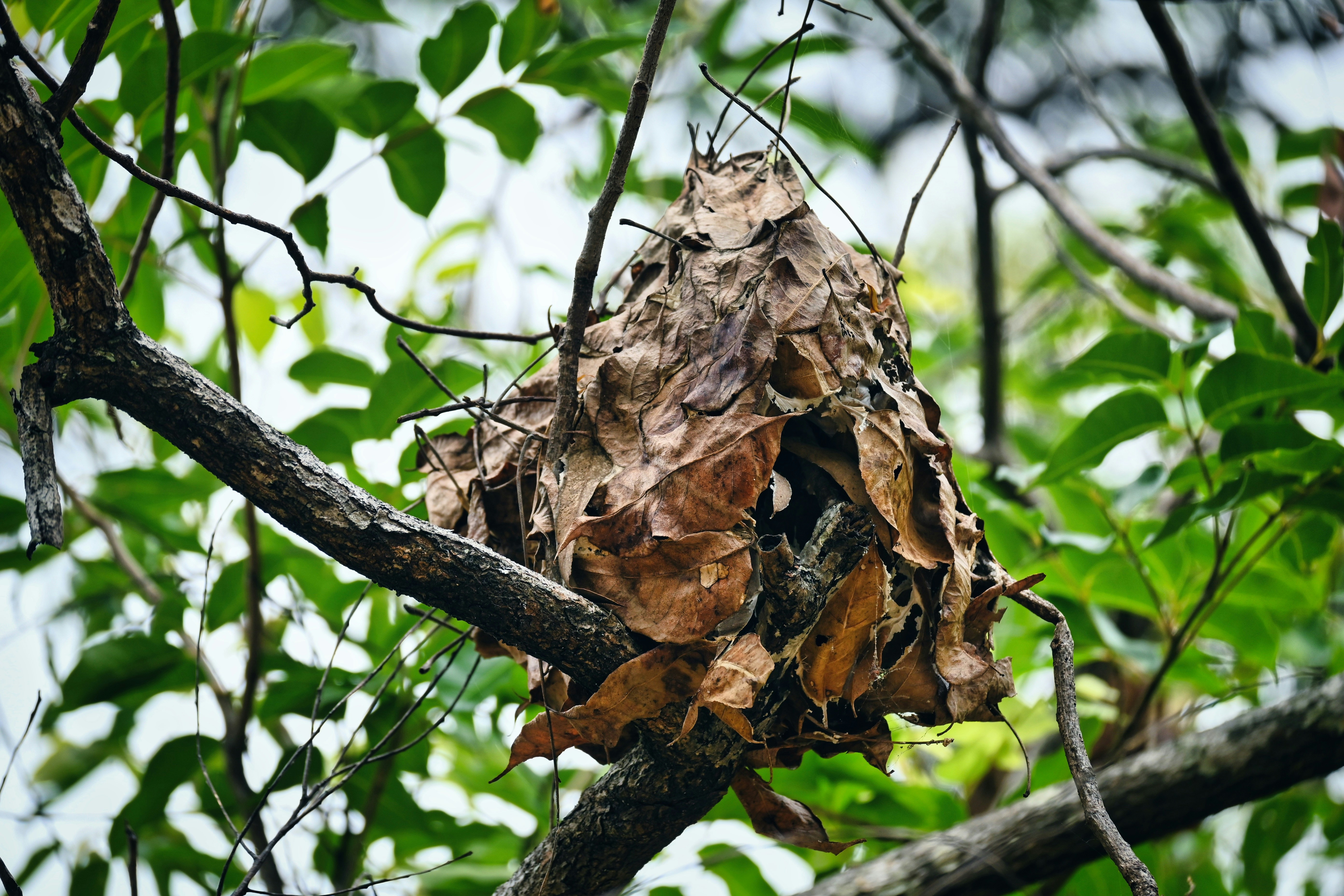 Crumpled Leaf Nest Adrift on a Branch Amid Green Foliage