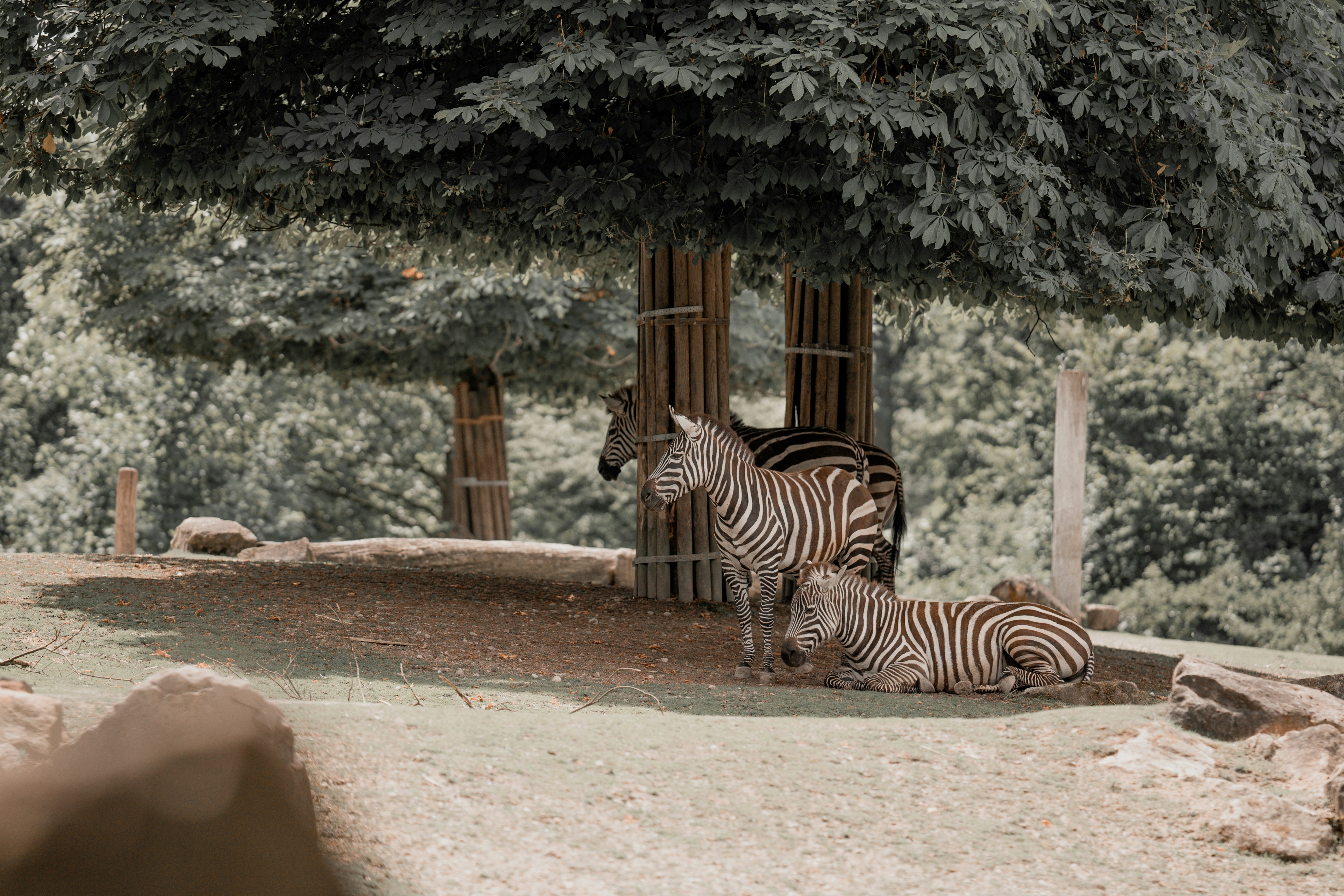 A group of zebras are standing under a tree photo – Free Zoo Image on ...