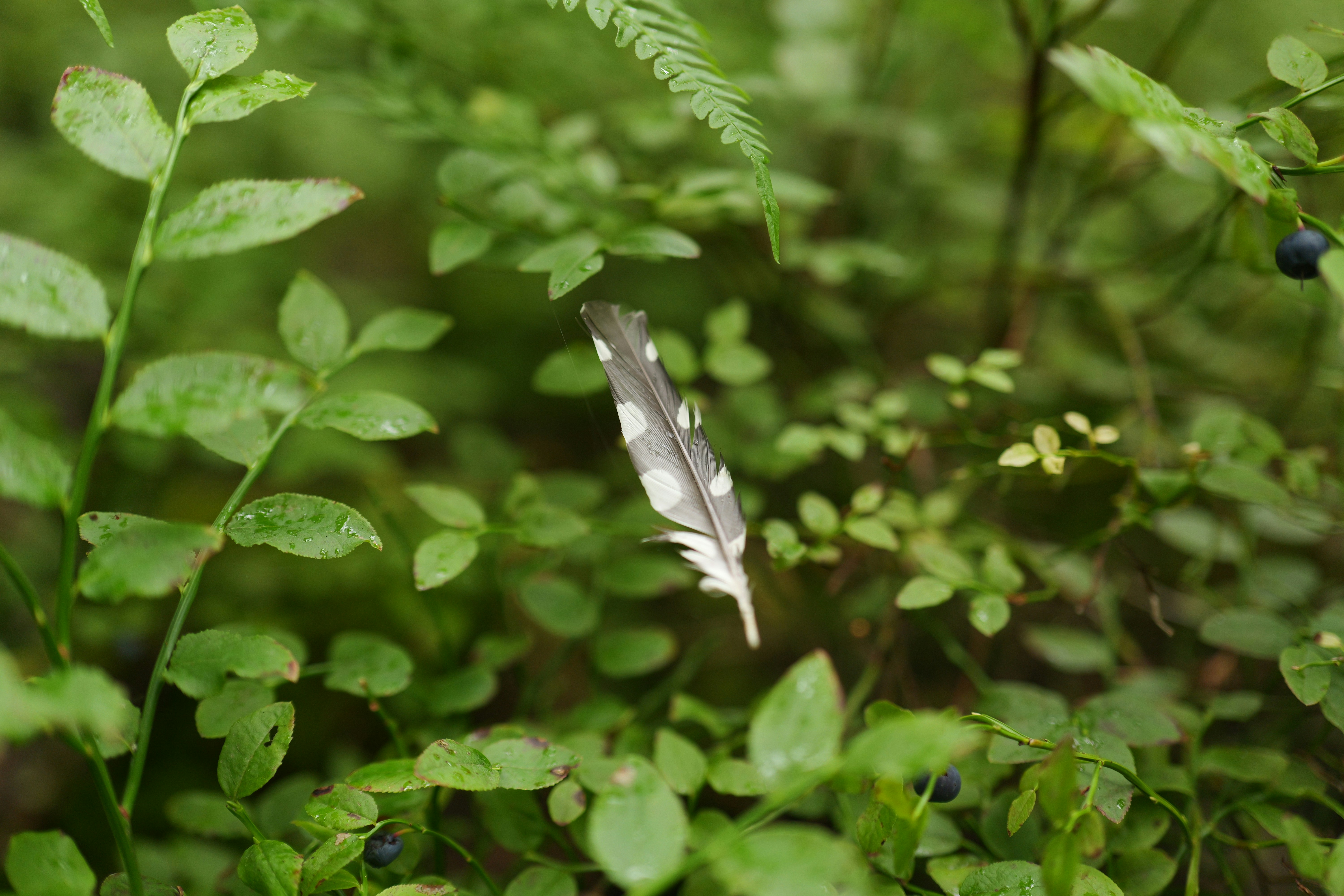 Suspended Feather in a Green Thicket