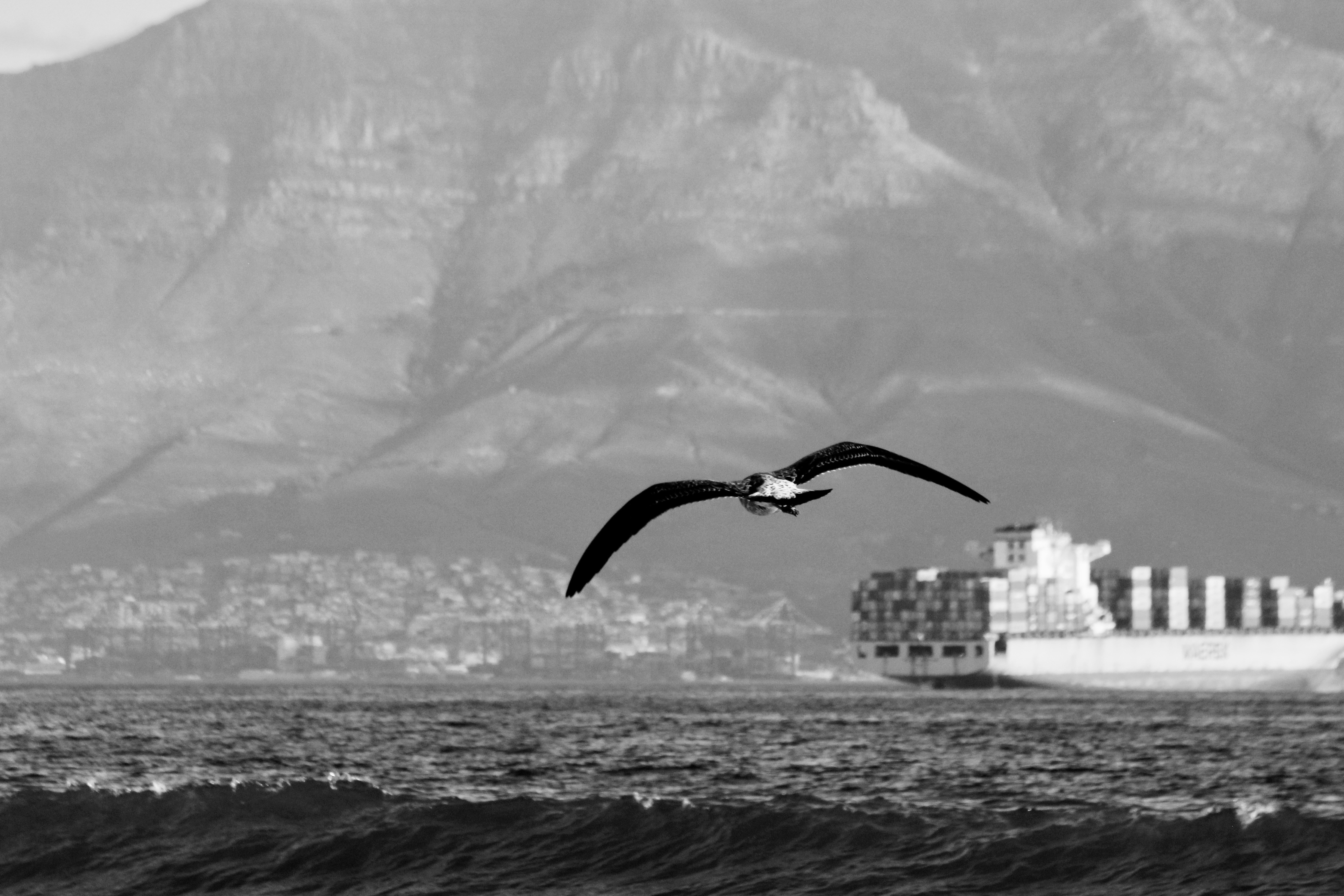 Seagull Over the Harbor: A Grayscale Glide