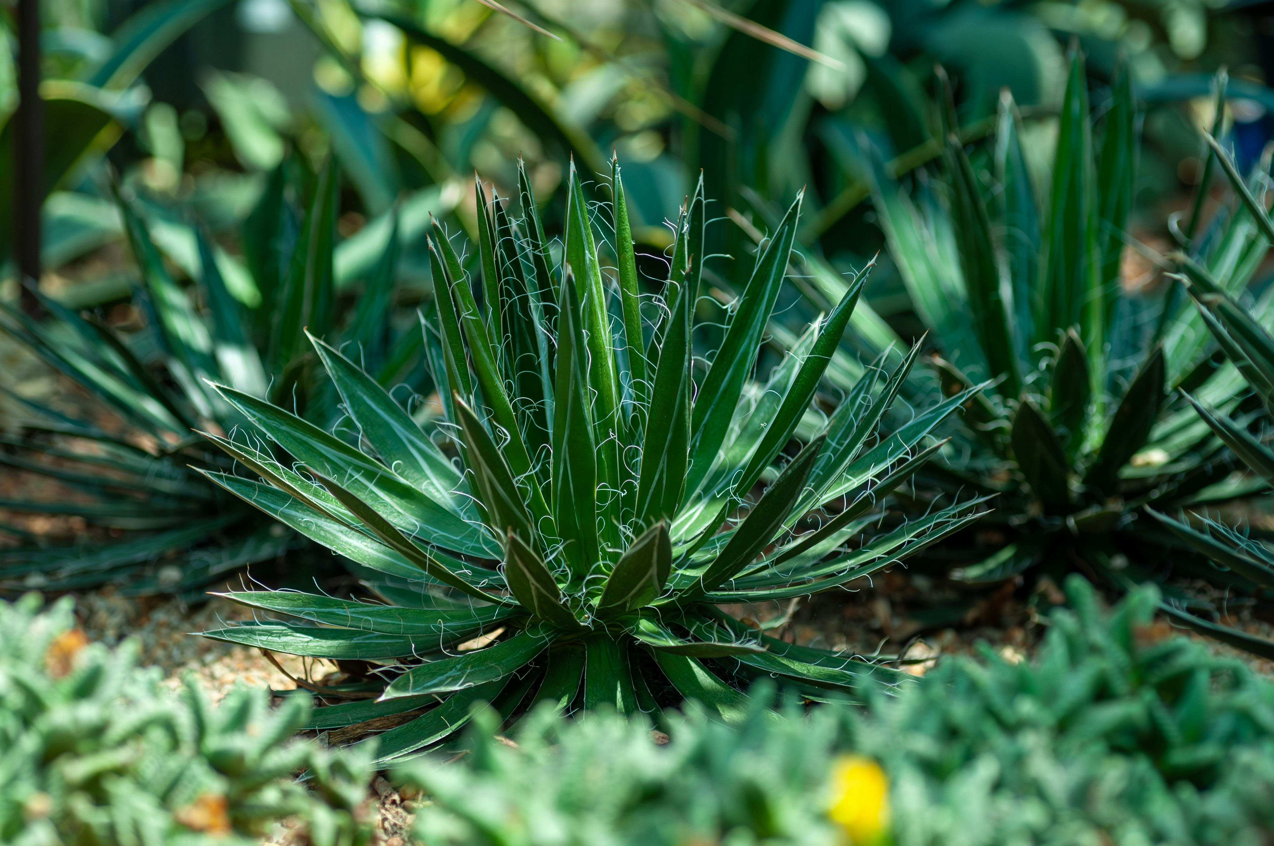 Sunlit Succulent Crown: A Close-Up of Desert Rosette Basins