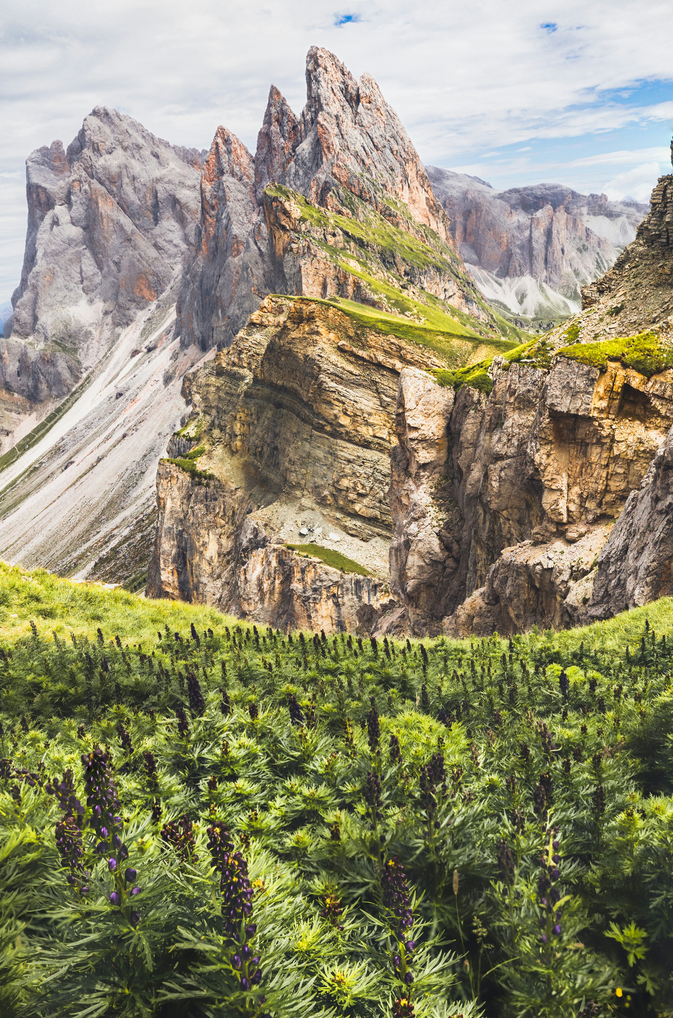 Dragonback Peaks Over a Velvet Alpine Meadow