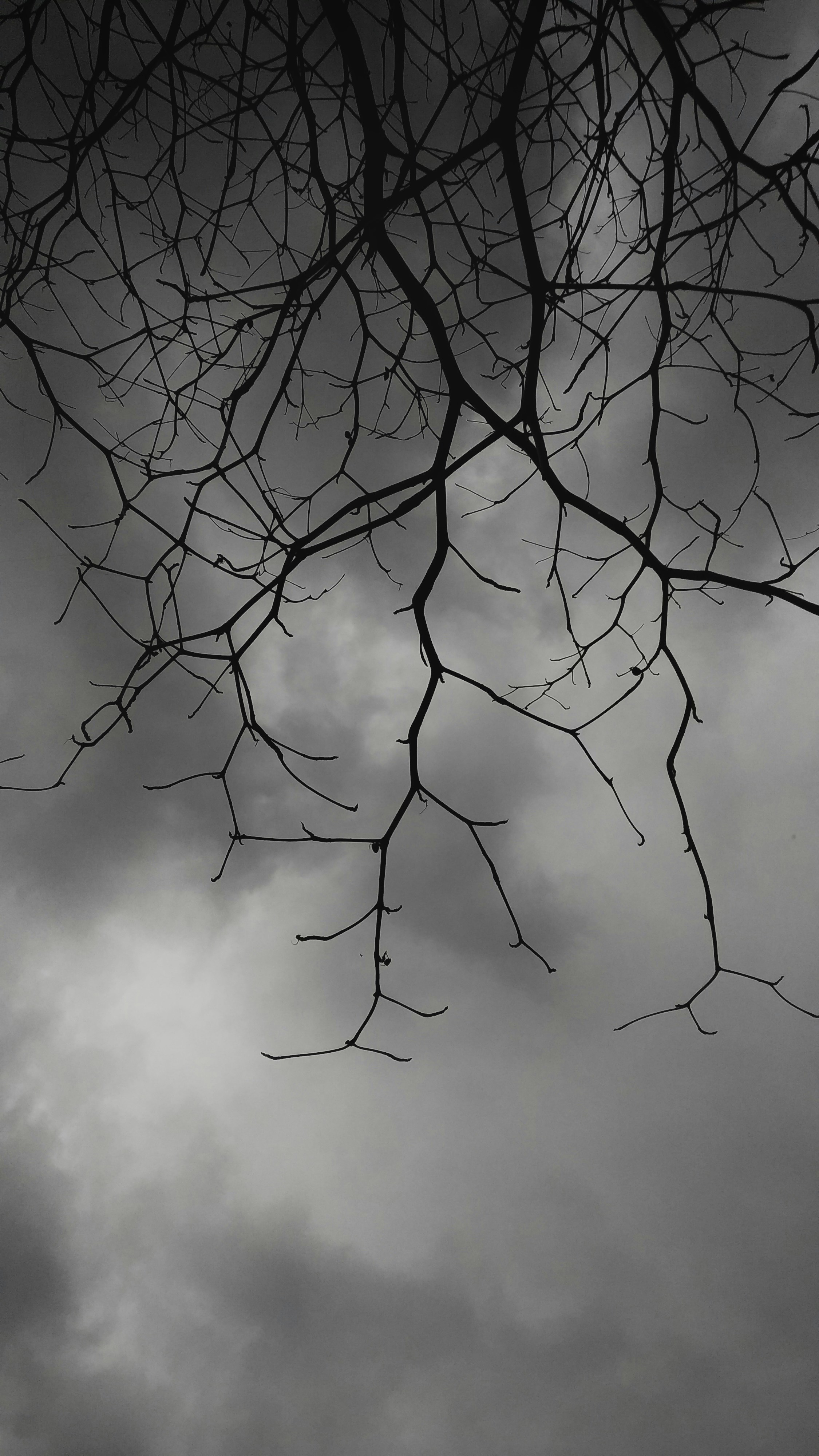 A network of silhouetted, leafless branches stretches across a moody, cloud-filled sky. This photograph emphasizes natural geometry and negative space.