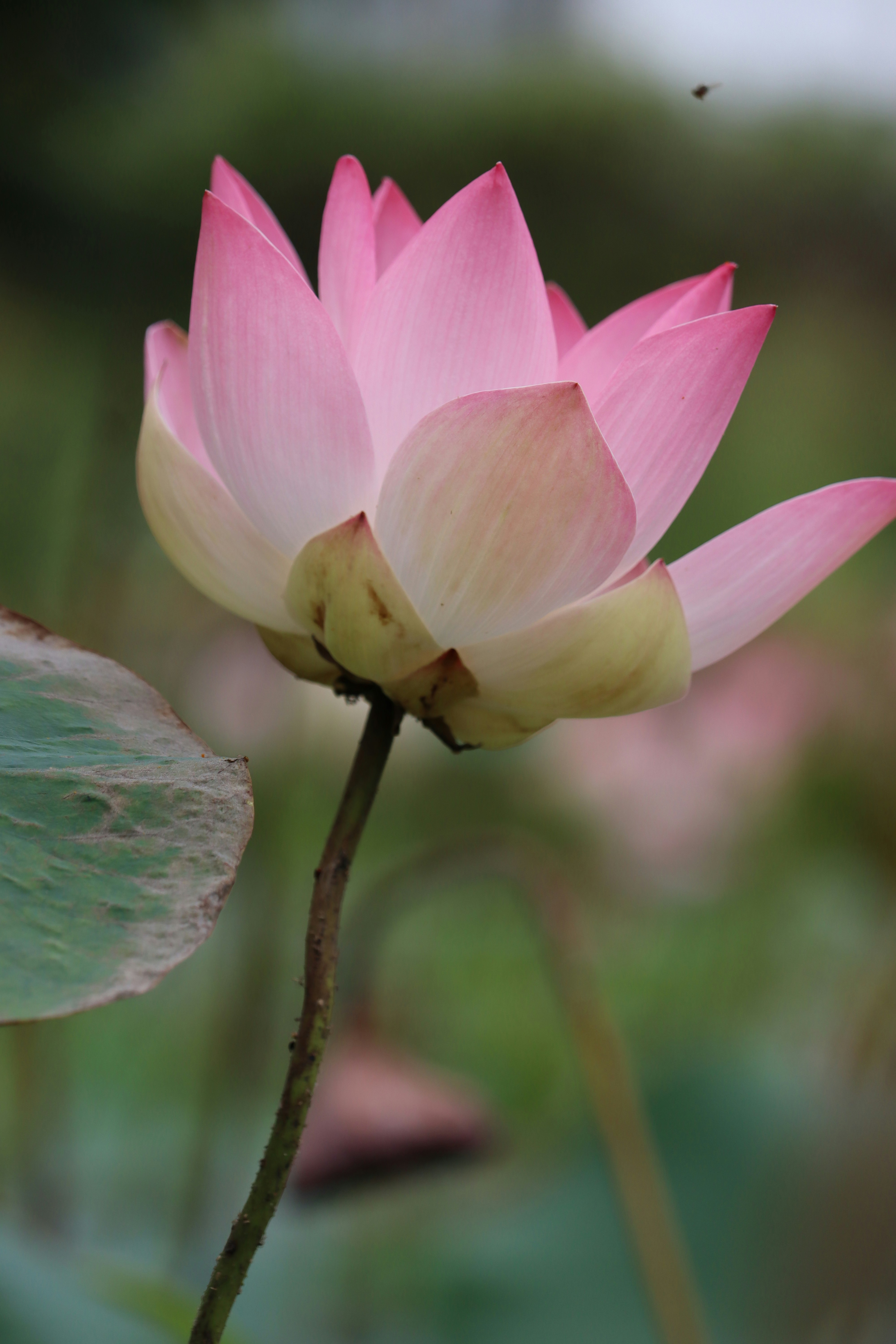 Petal Prism: Close-Up of a Pink Lotus in Velvet Bokeh