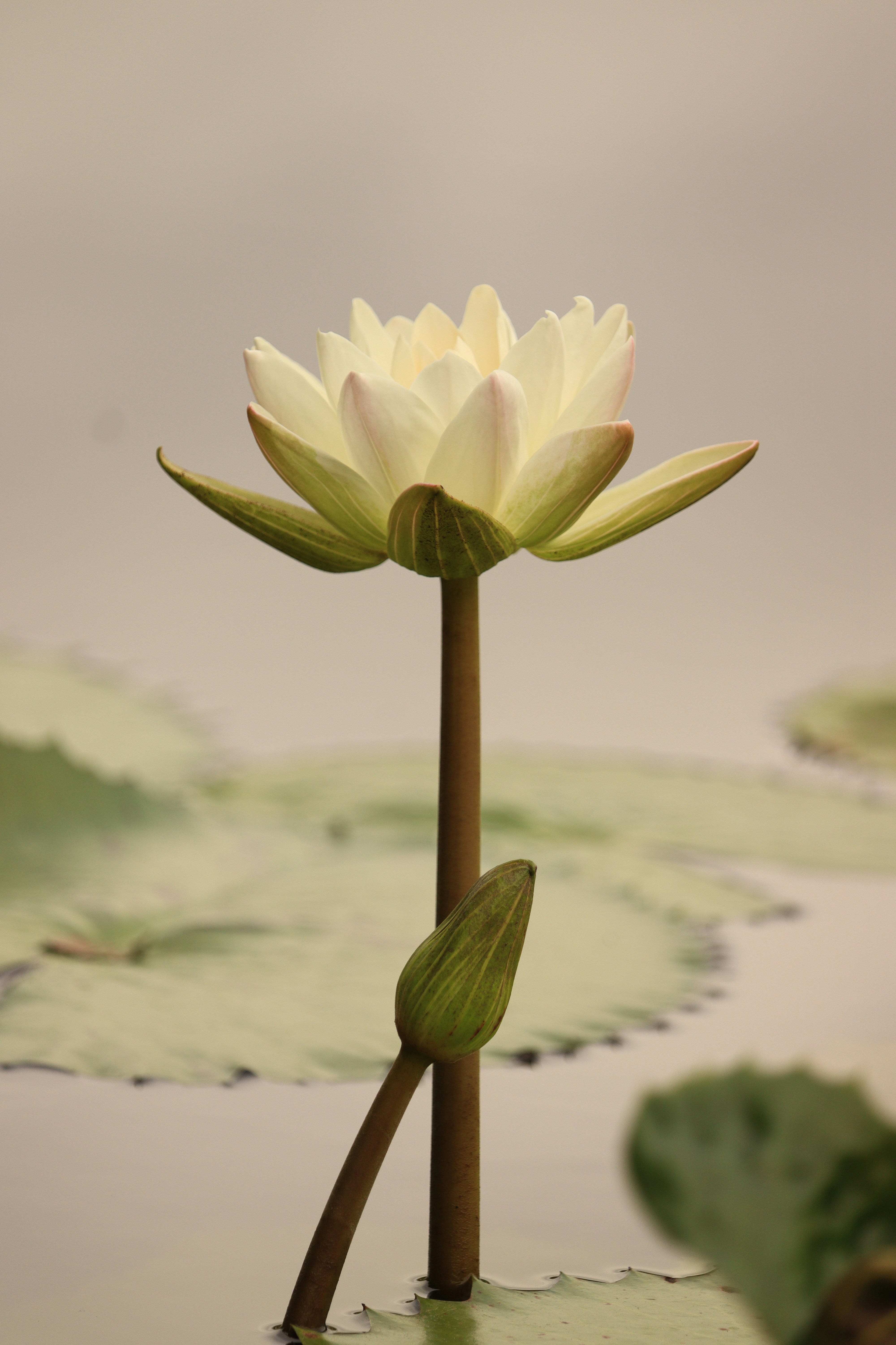 Gentle Lotus in Quiet Light: A Minimalist Pond Portrait