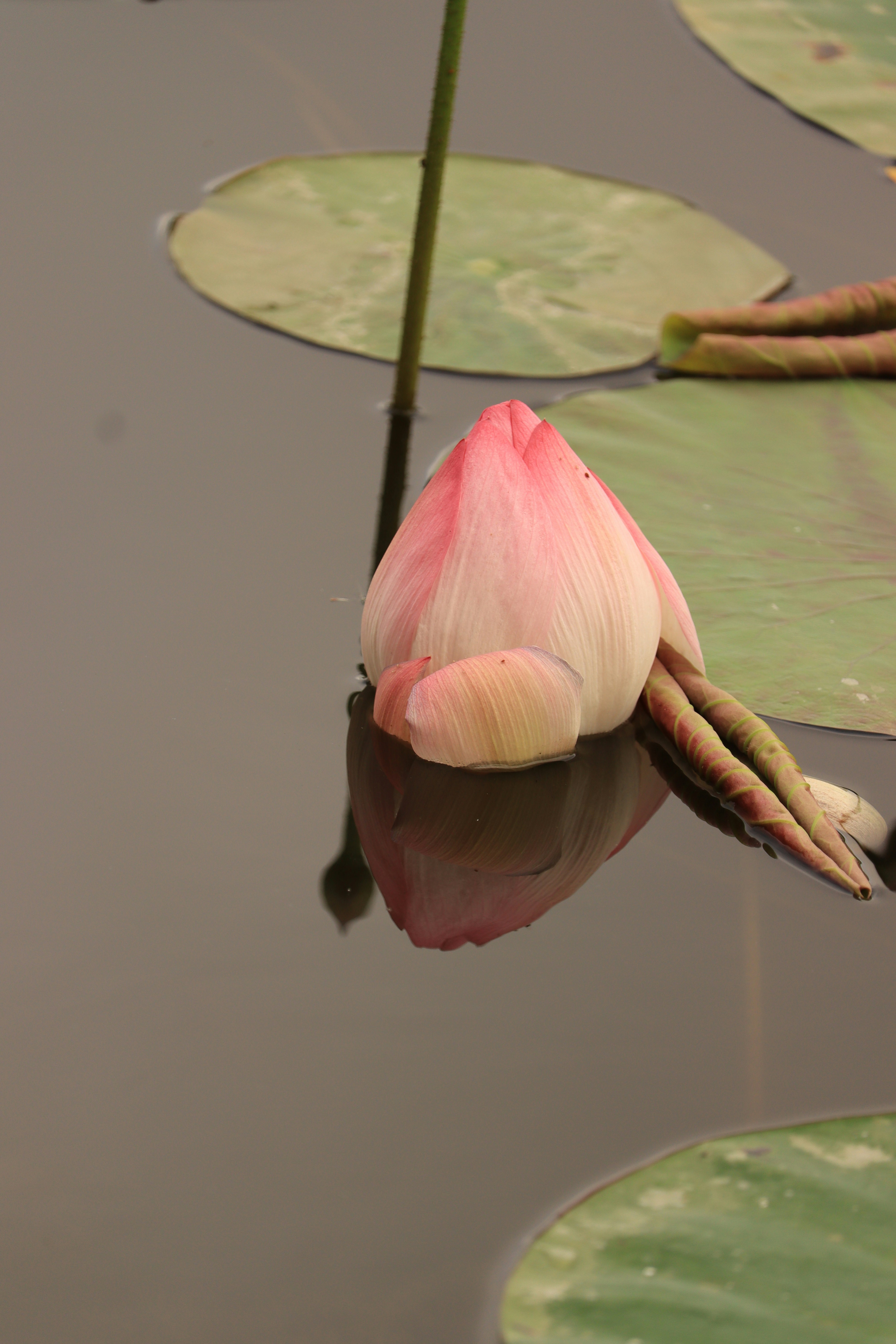 Petal in the Pond: Pink Lotus Bud and Quiet Reflection