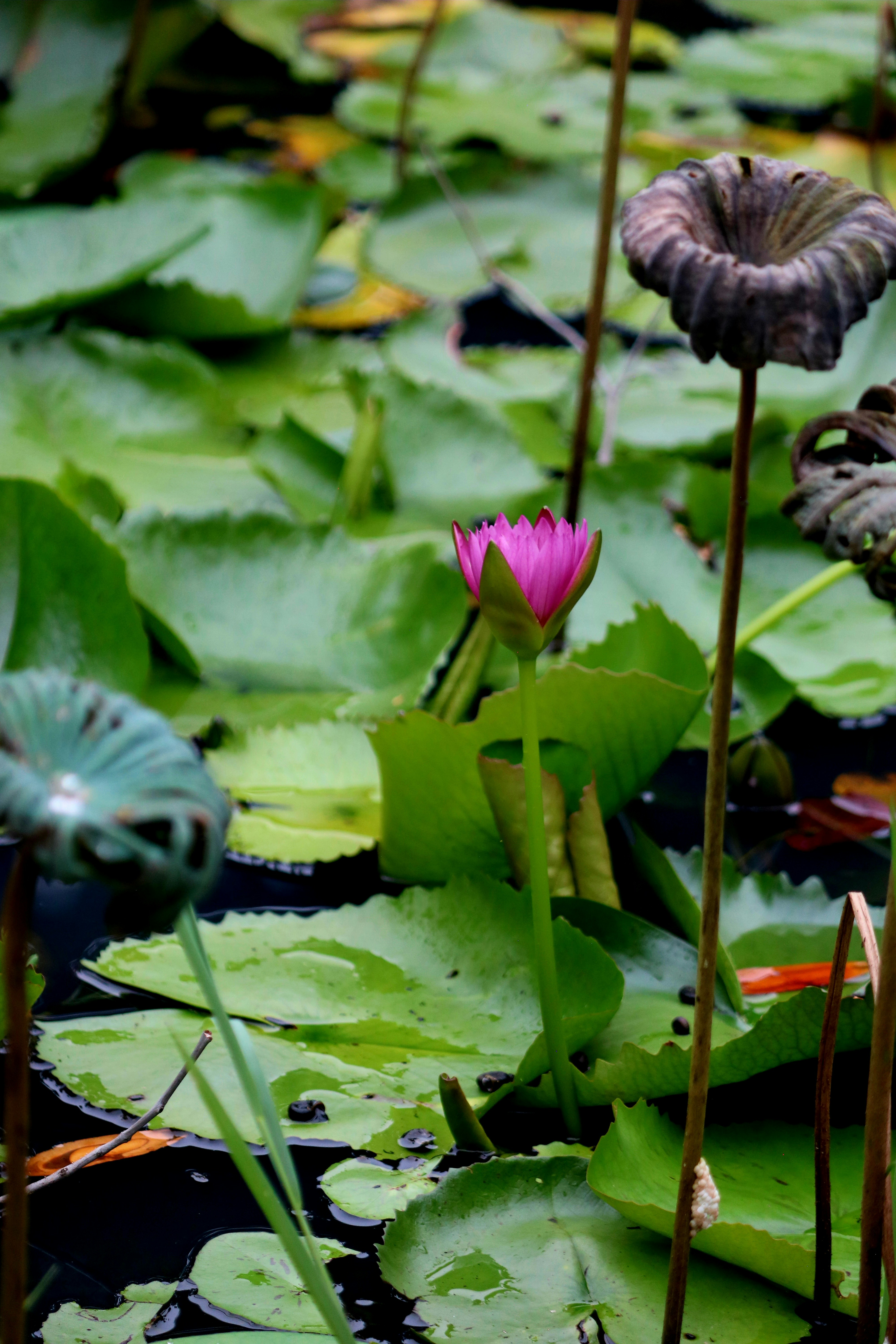 Pink Lotus Emerging Among Green Lily Pads