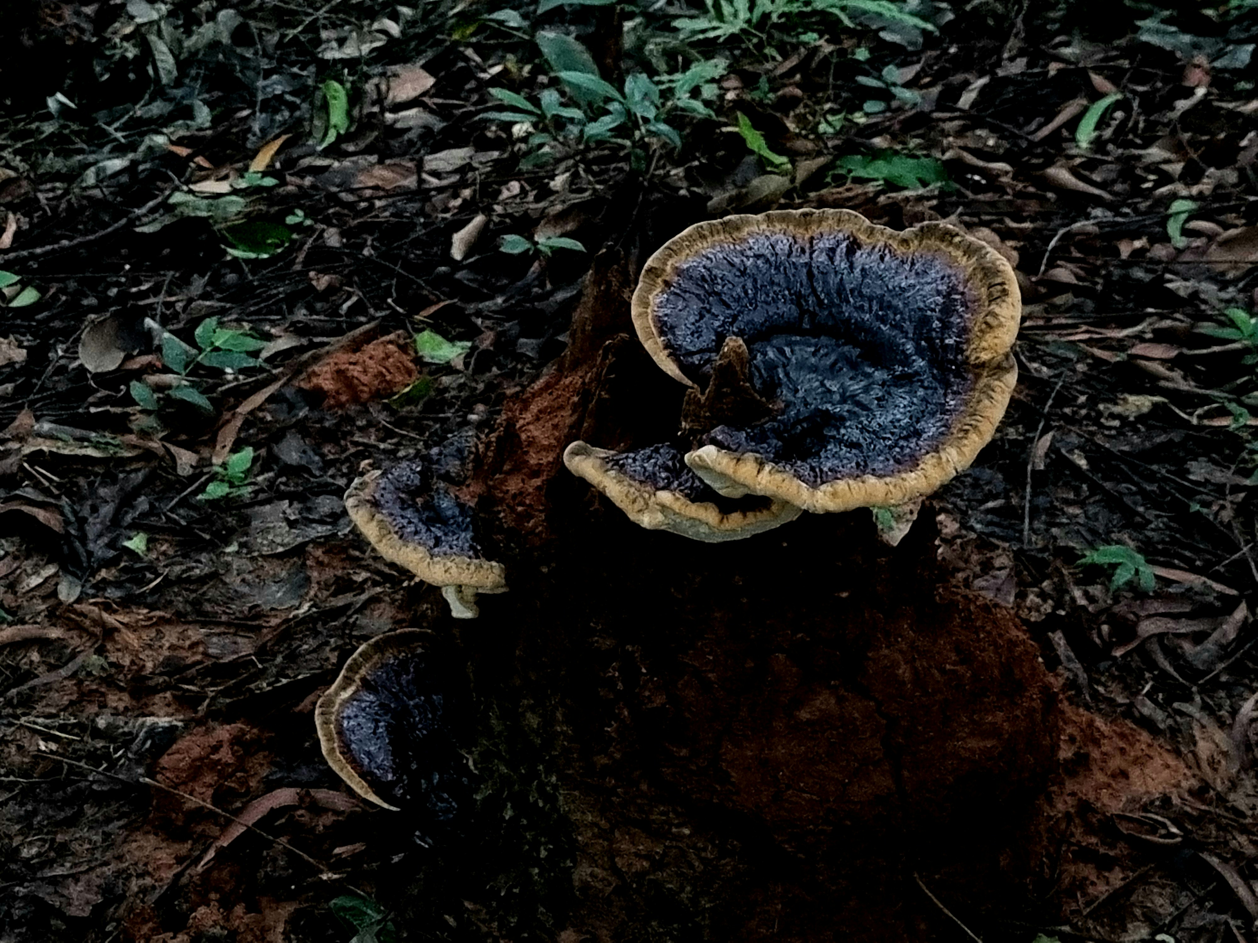 Blue-Rimmed Bracket Fungi Adorning a Mossy Stump