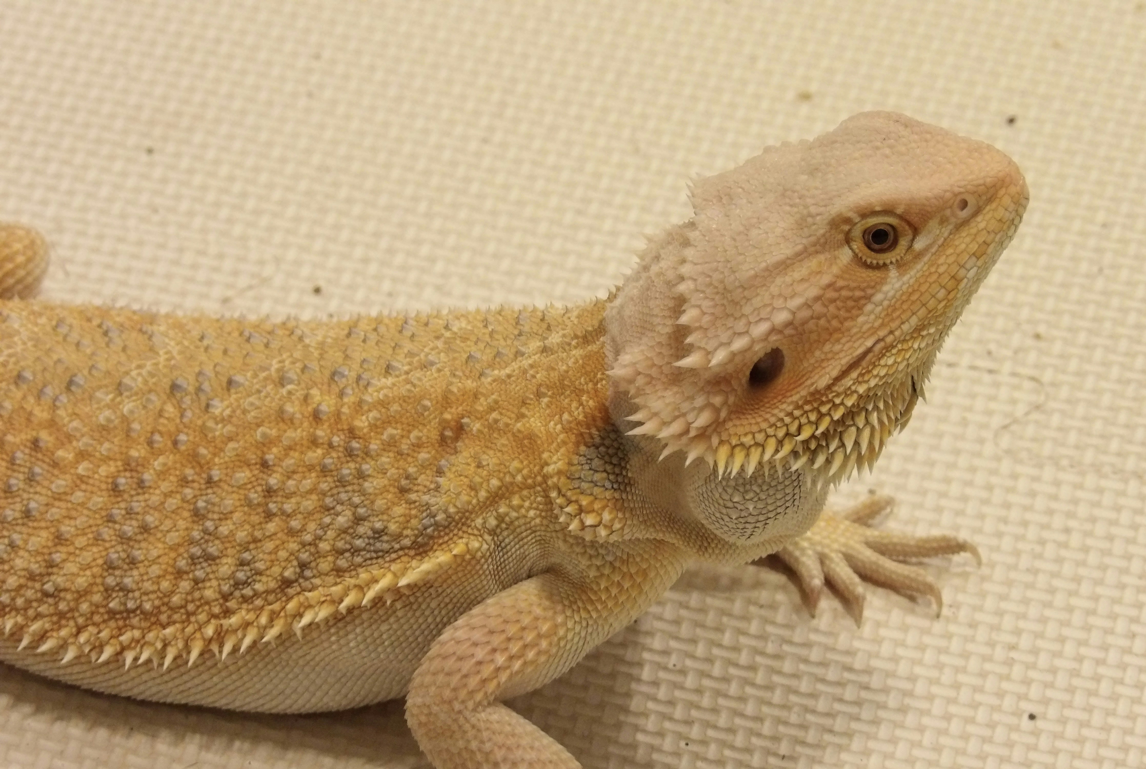 A close up of a lizard on a white surface photo – Free Lizerd Image on ...