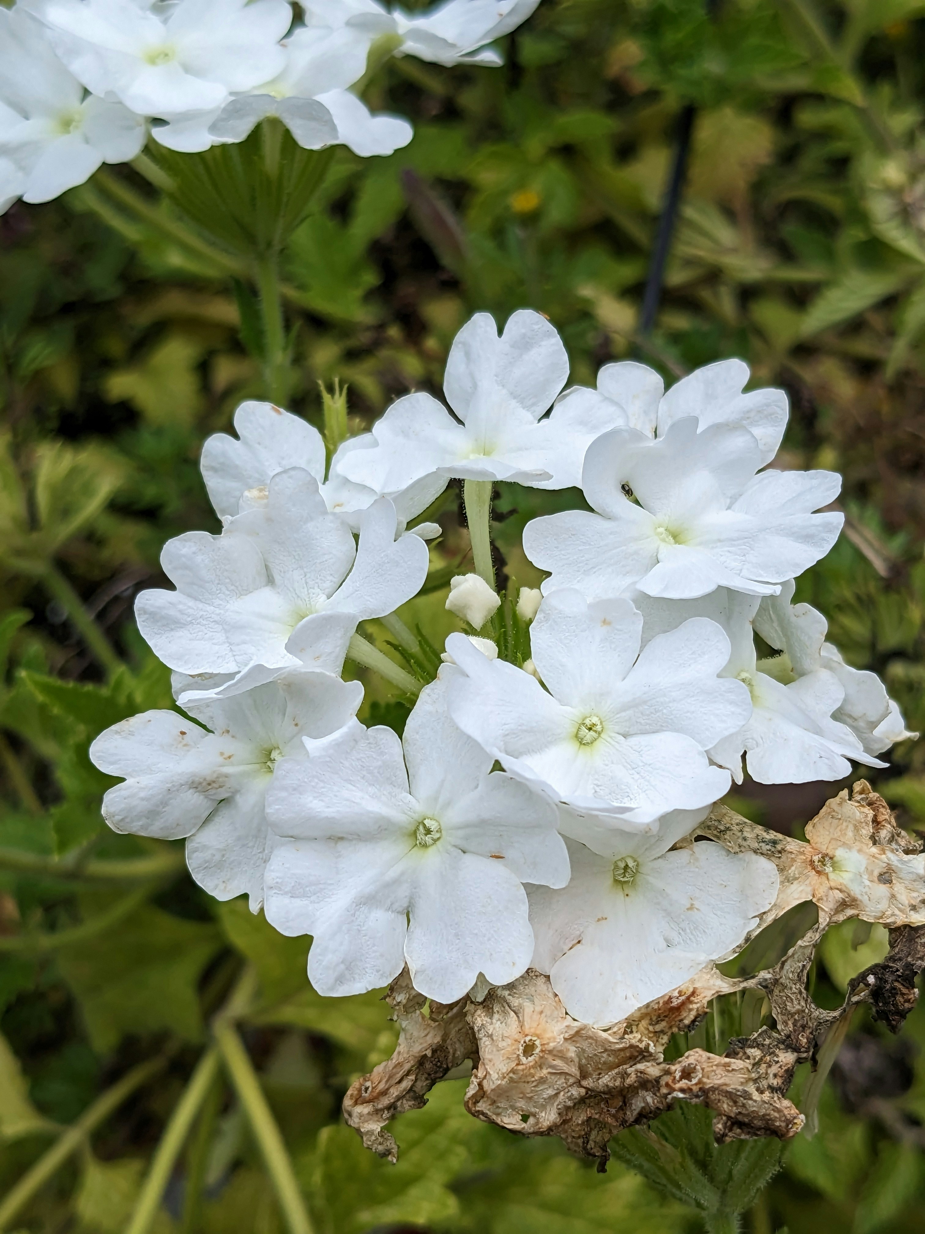 Snow-white hydrangea cluster on a weathered branch