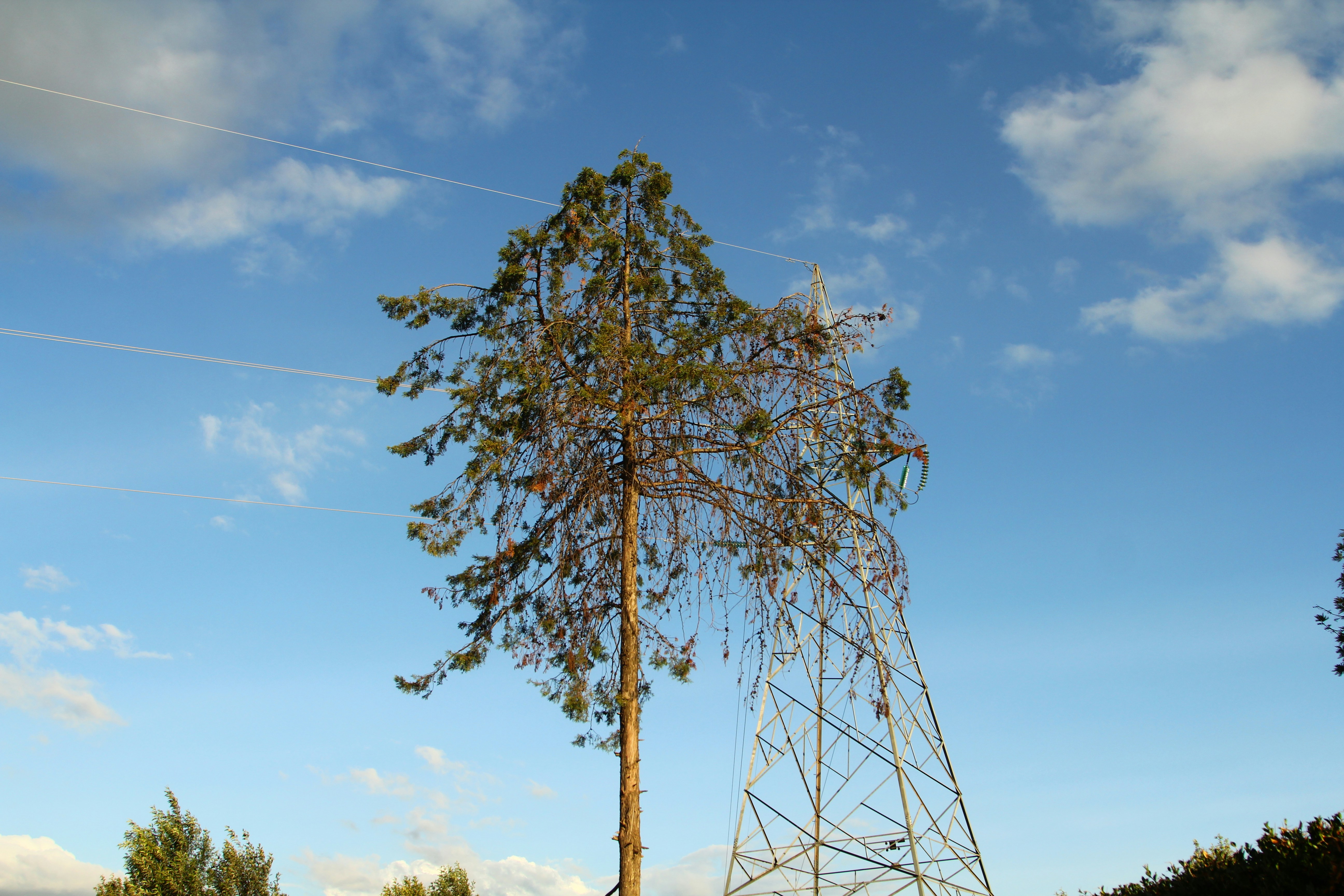 A tall tree sitting next to a power pole photo – Free Kenya Image on ...