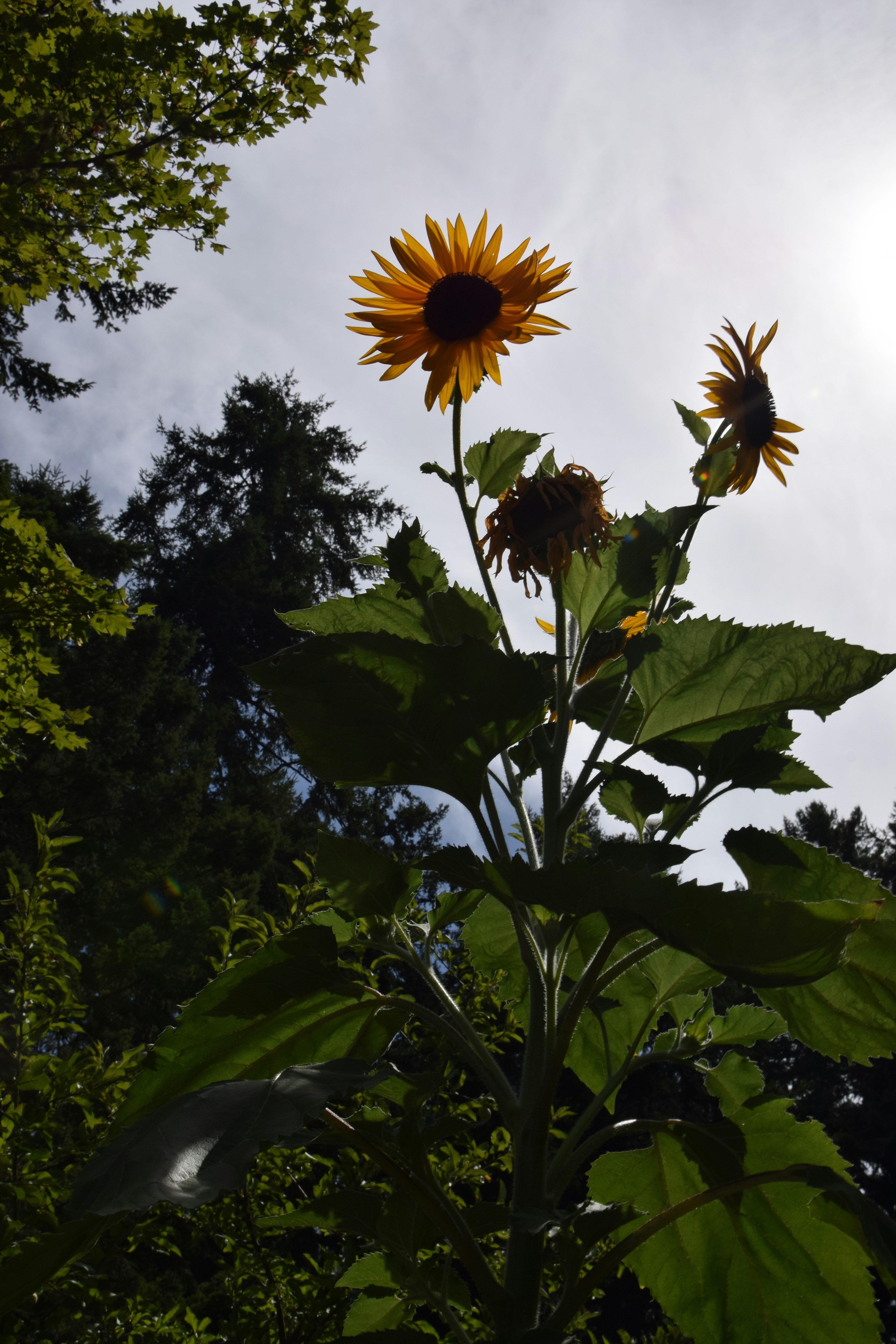 A sunflower in the middle of a field with trees in the background photo ...