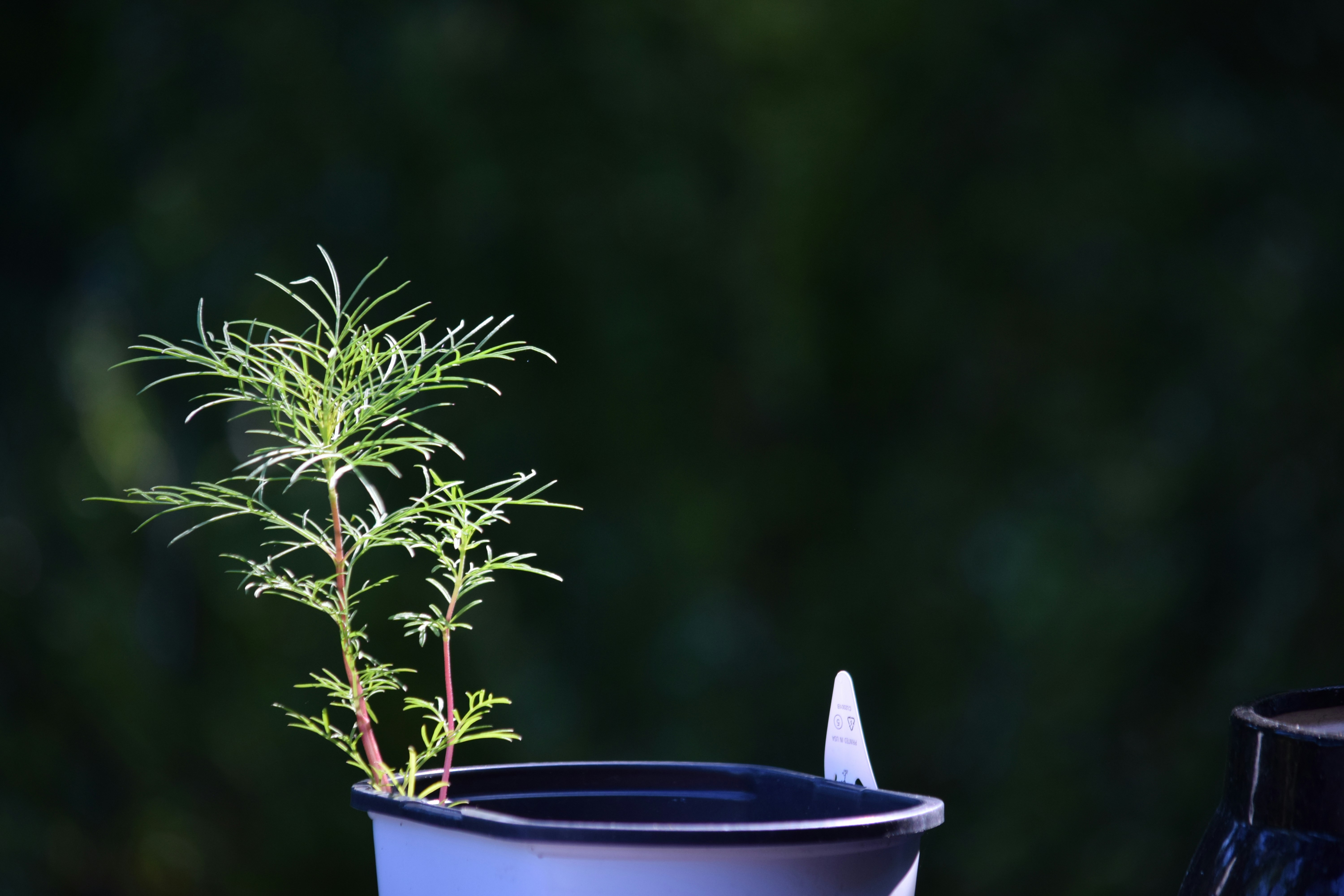 Lone Seedling Clings to Dawn in a Blue Pot