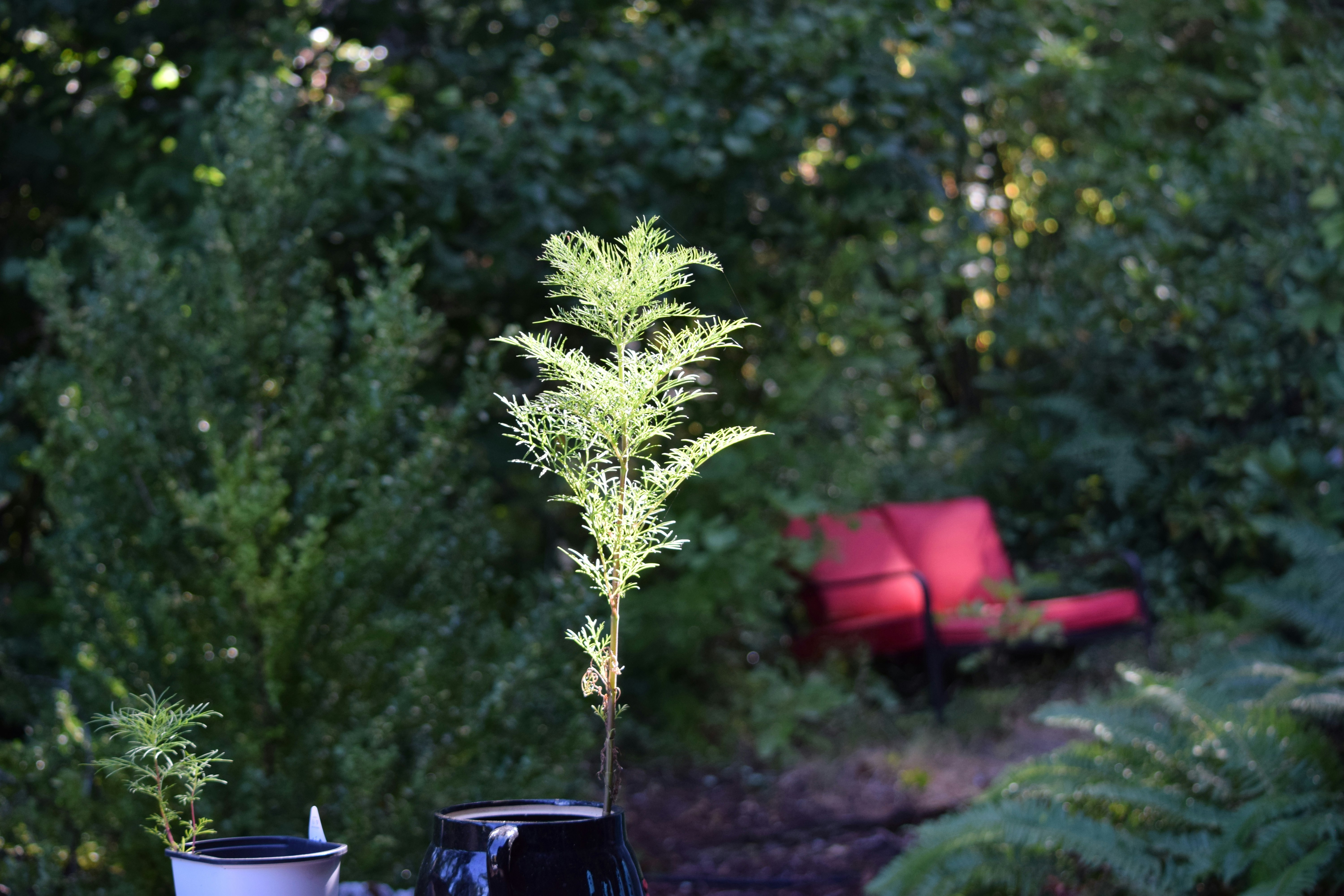 Young fern reaching toward a sunlit garden under a quiet canopy