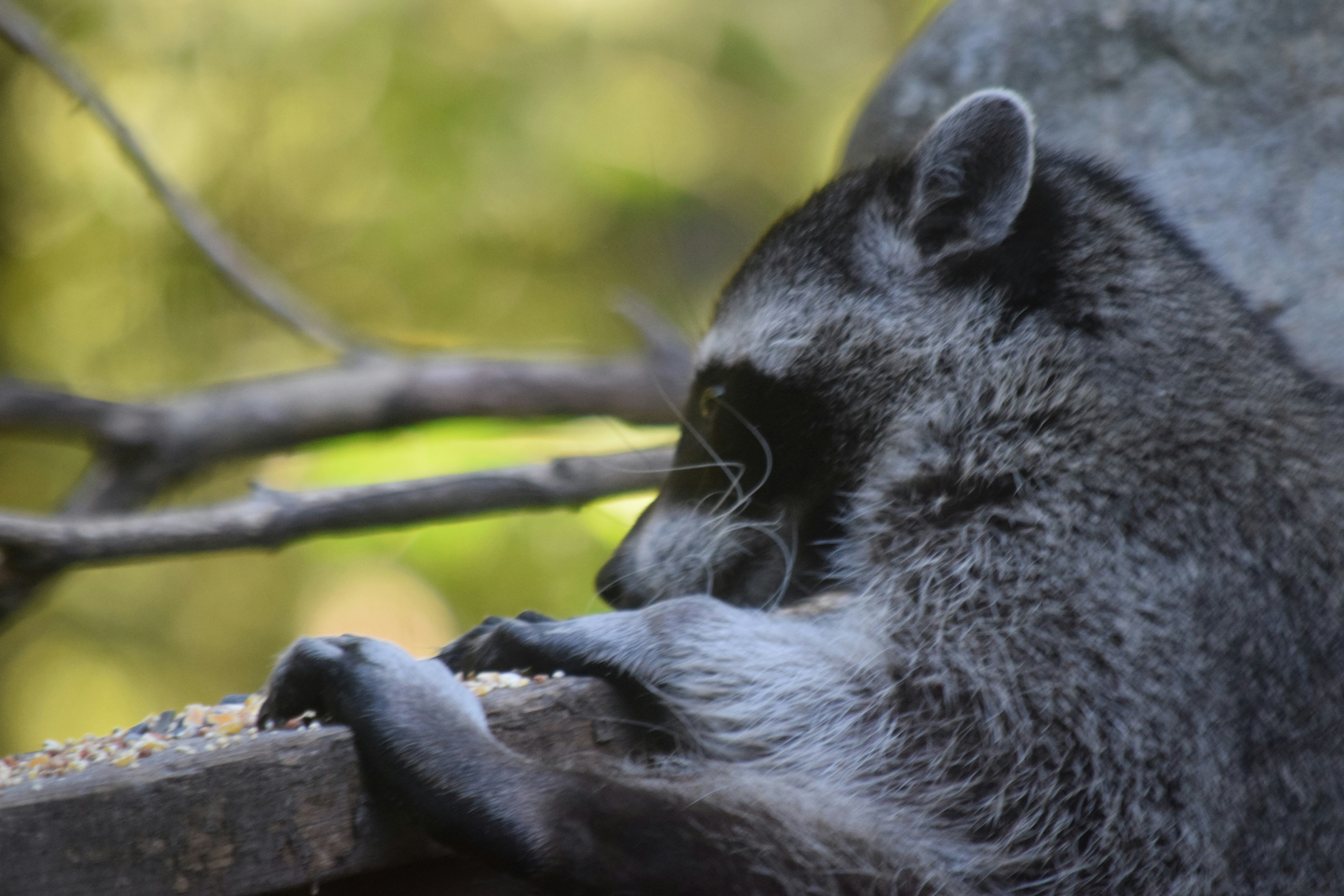 Foto Un mapache comiendo comida de una mesa de madera – Imagen Tacoma ...