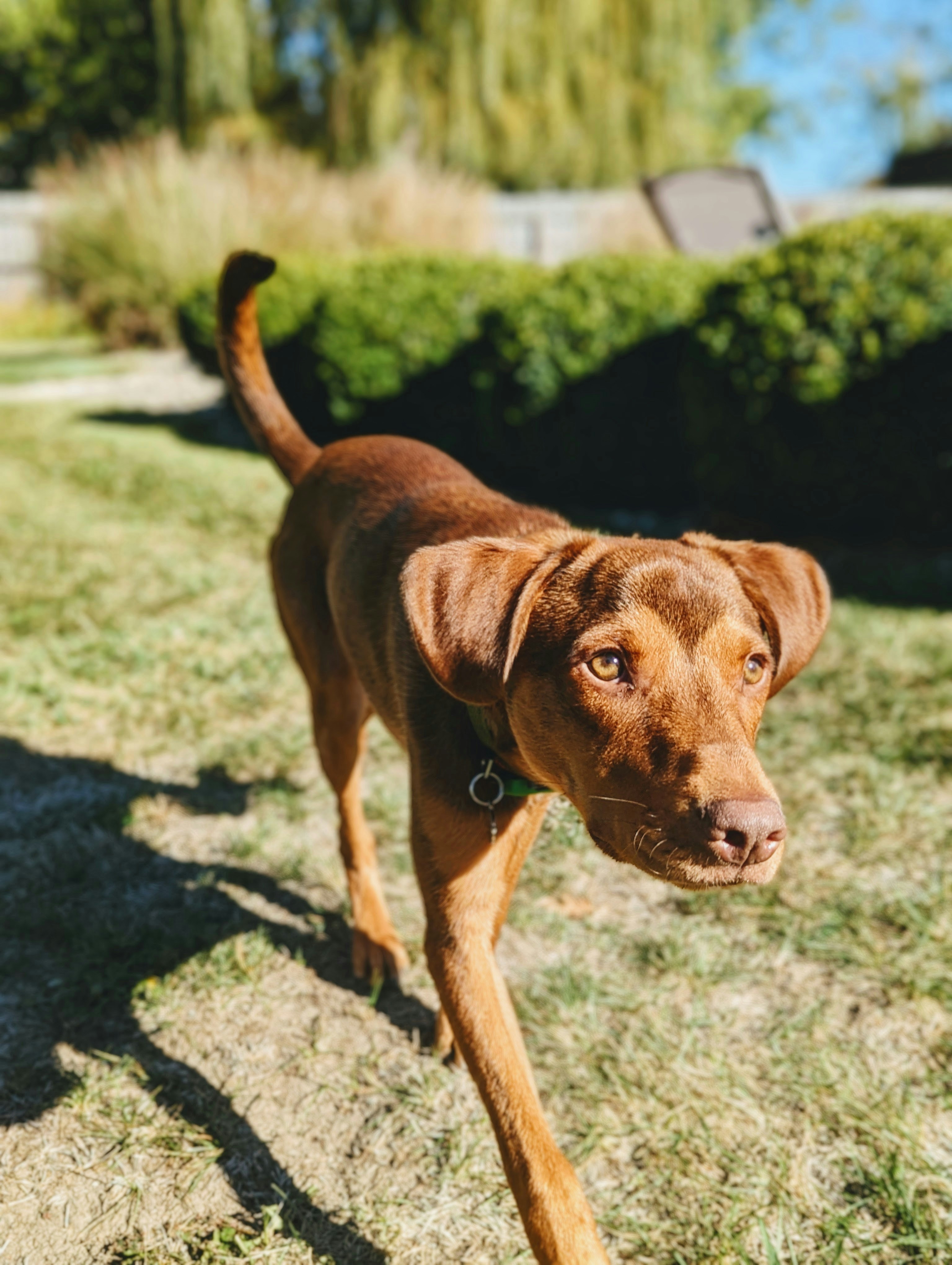 A one year old terrier coonhound mix, brown on brown looks intently past the camera.