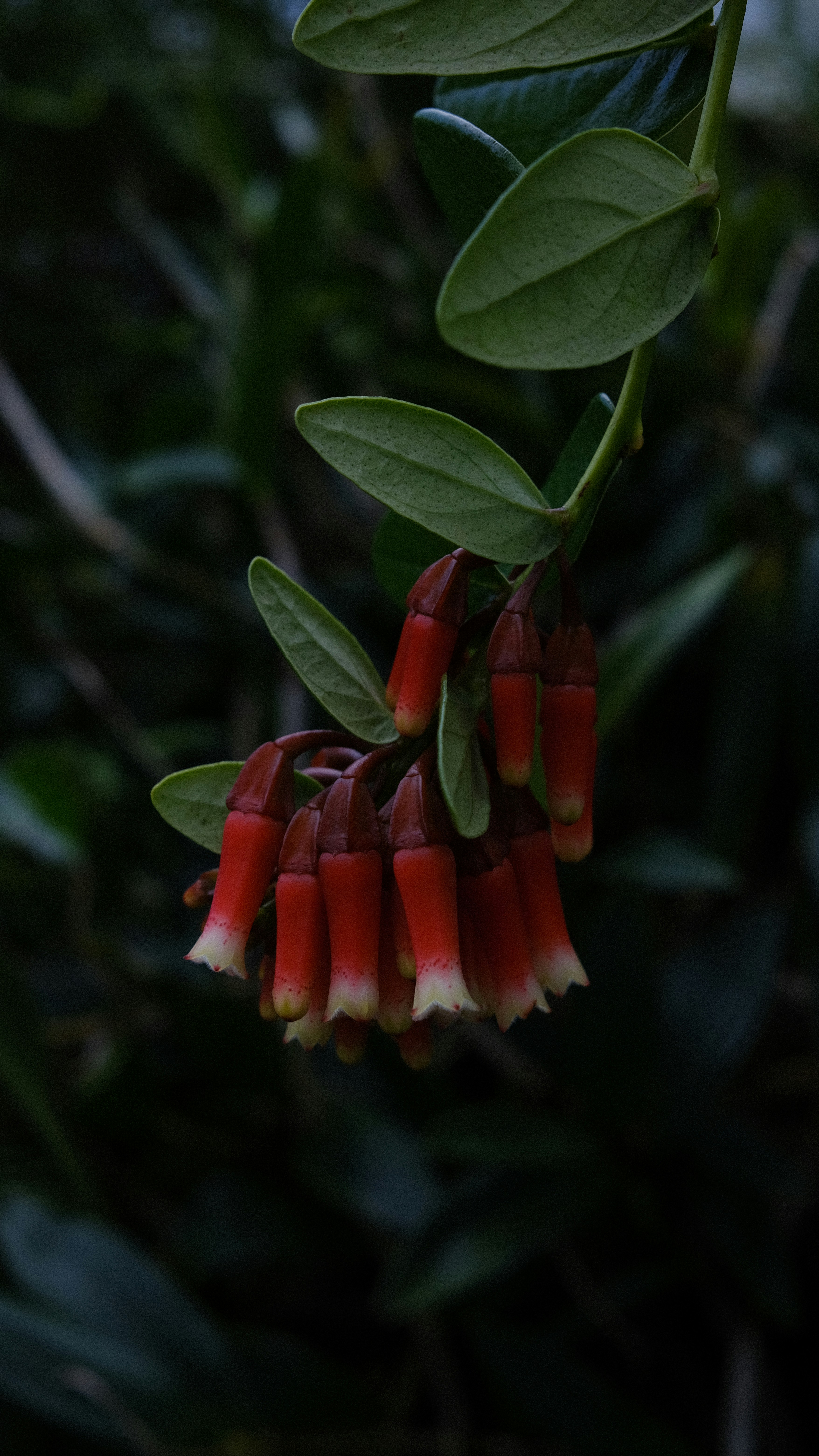 Crimson Bell Cluster: A Quiet Pendant of Red Blossoms