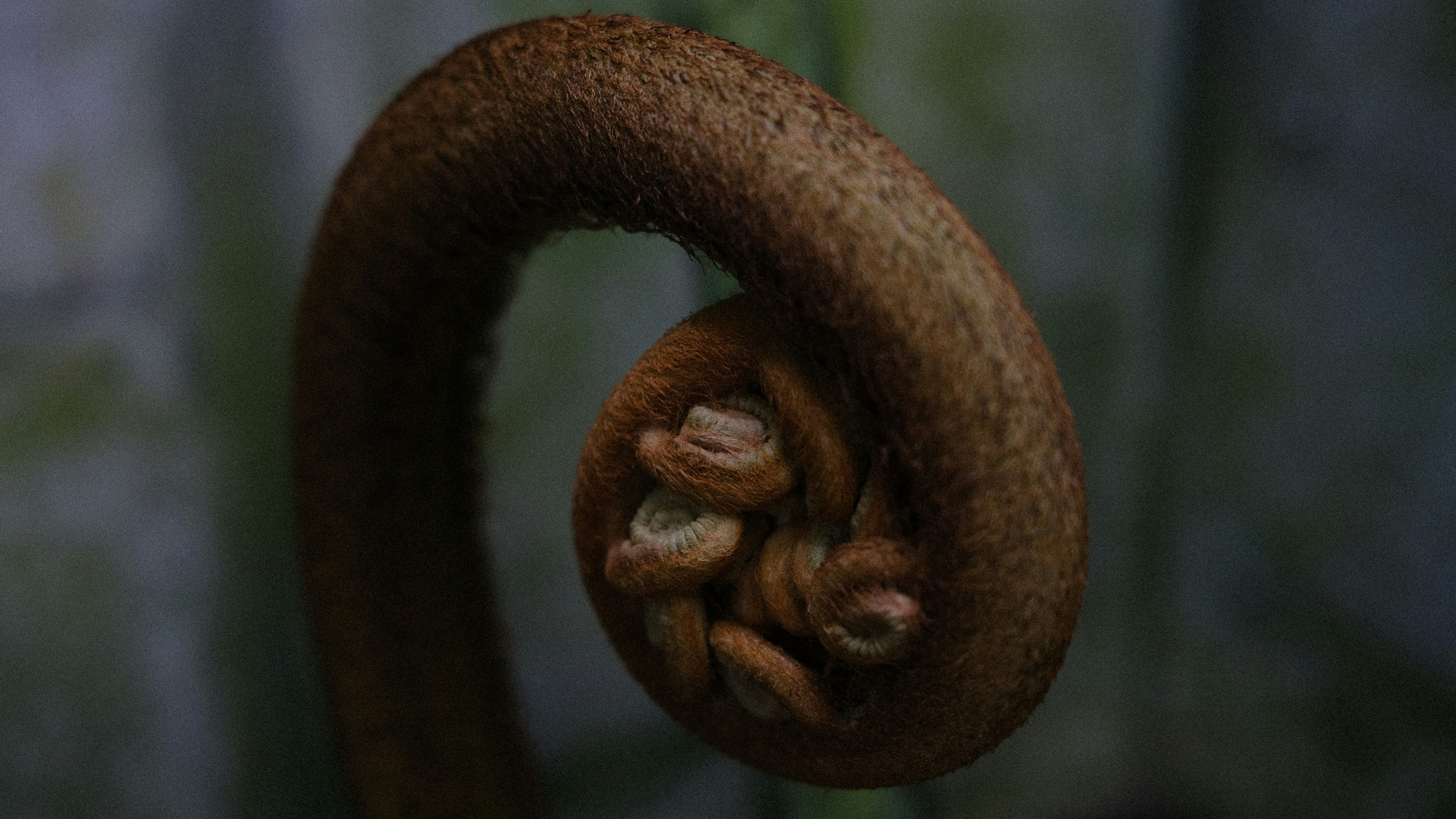 Coiled Rust: A Macro Portrait of Decay
