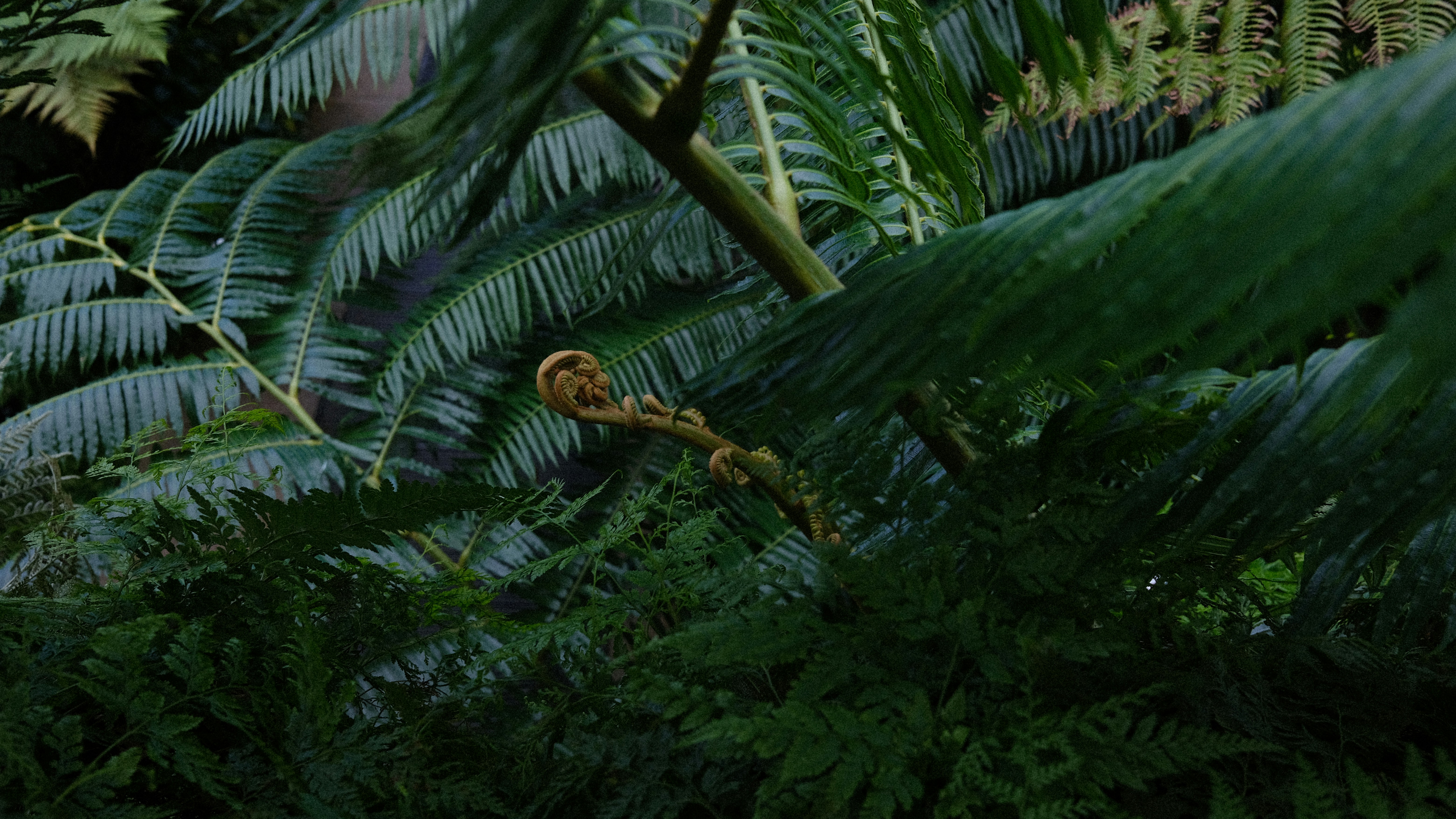 Rusty relic tucked in a fern's shadow
