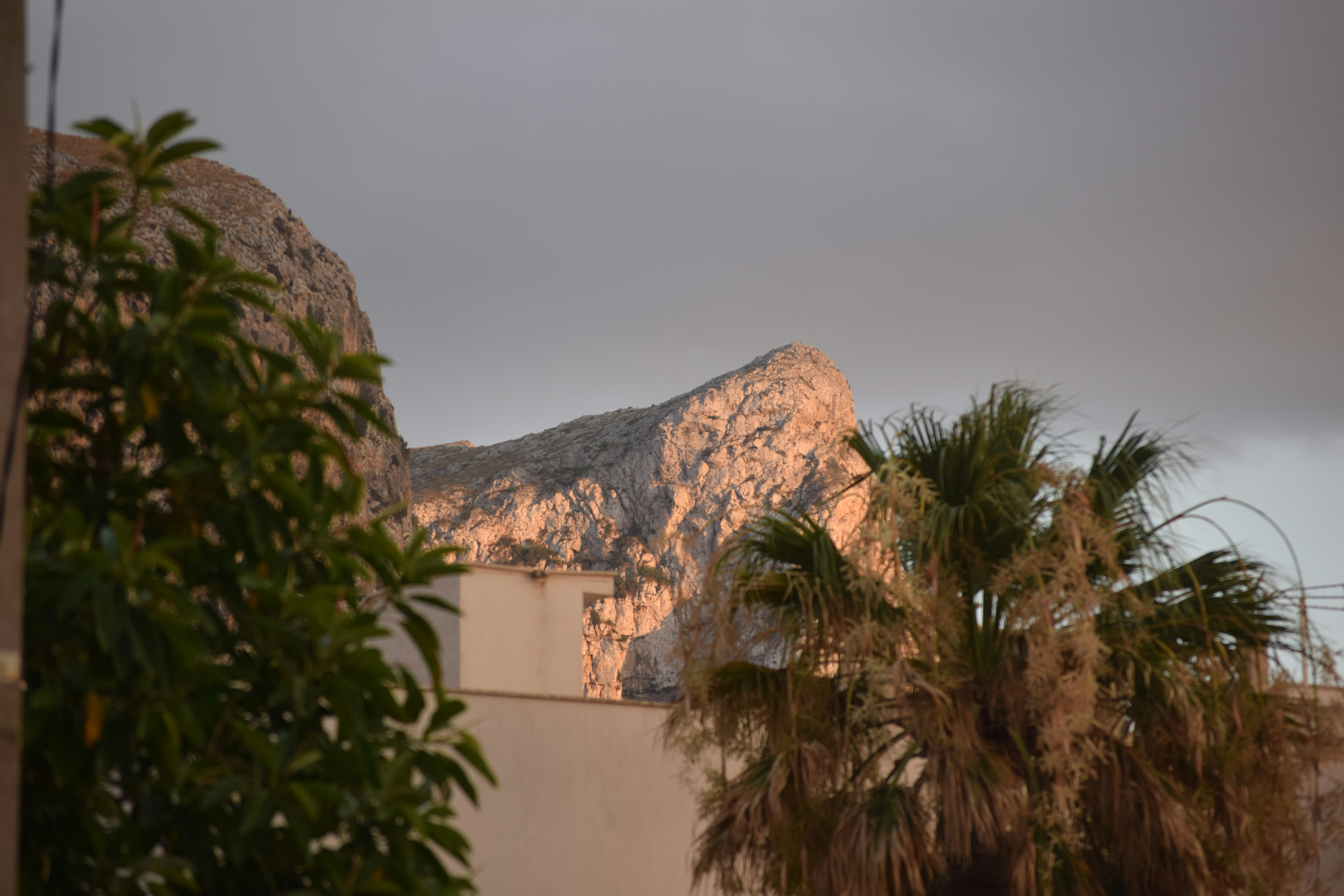 Golden Peak Between Palm Fronds and a Quiet Facade