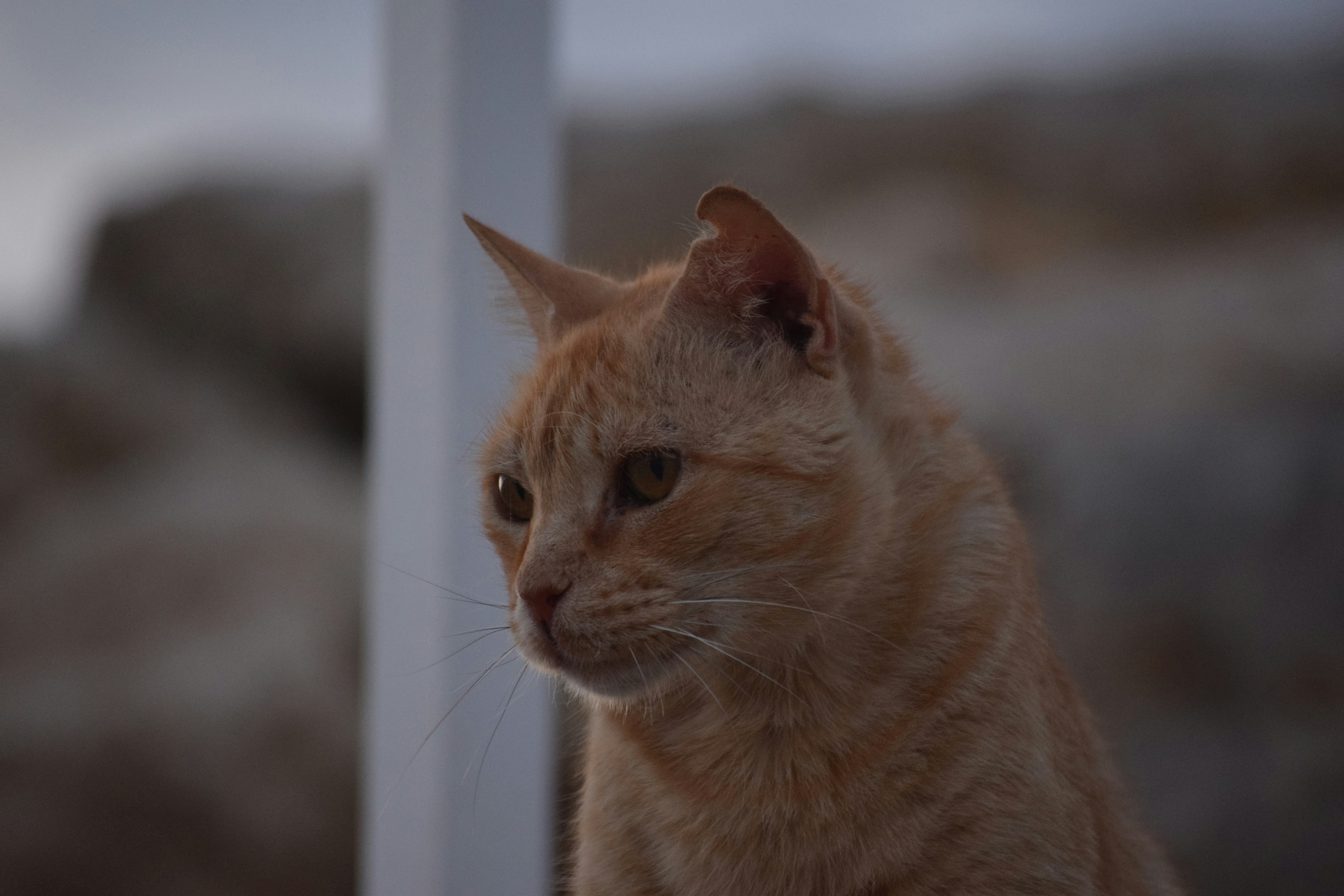 Amber Gaze by a Weathered Post