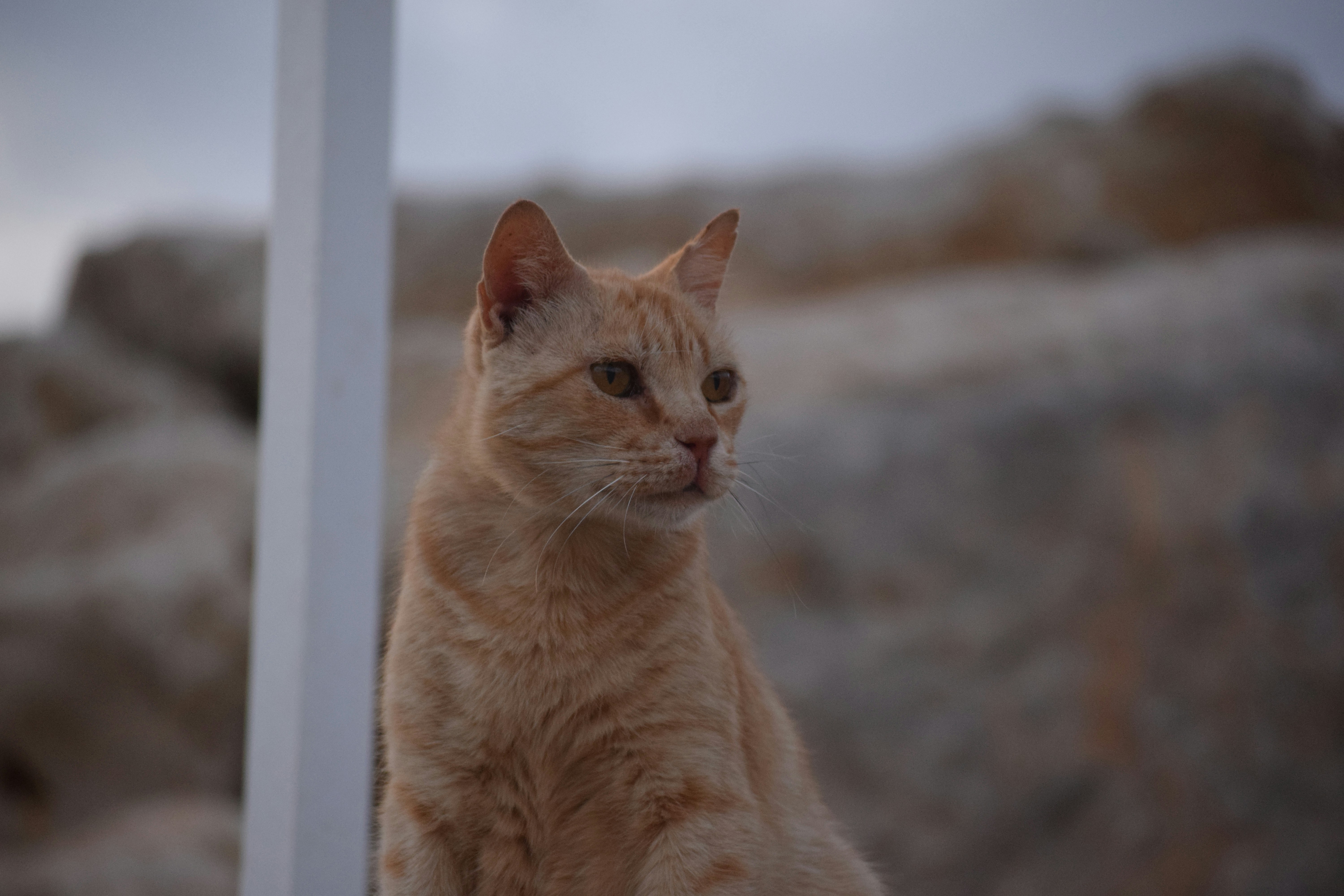 Amber tabby by a weathered post, watching the rugged backdrop
