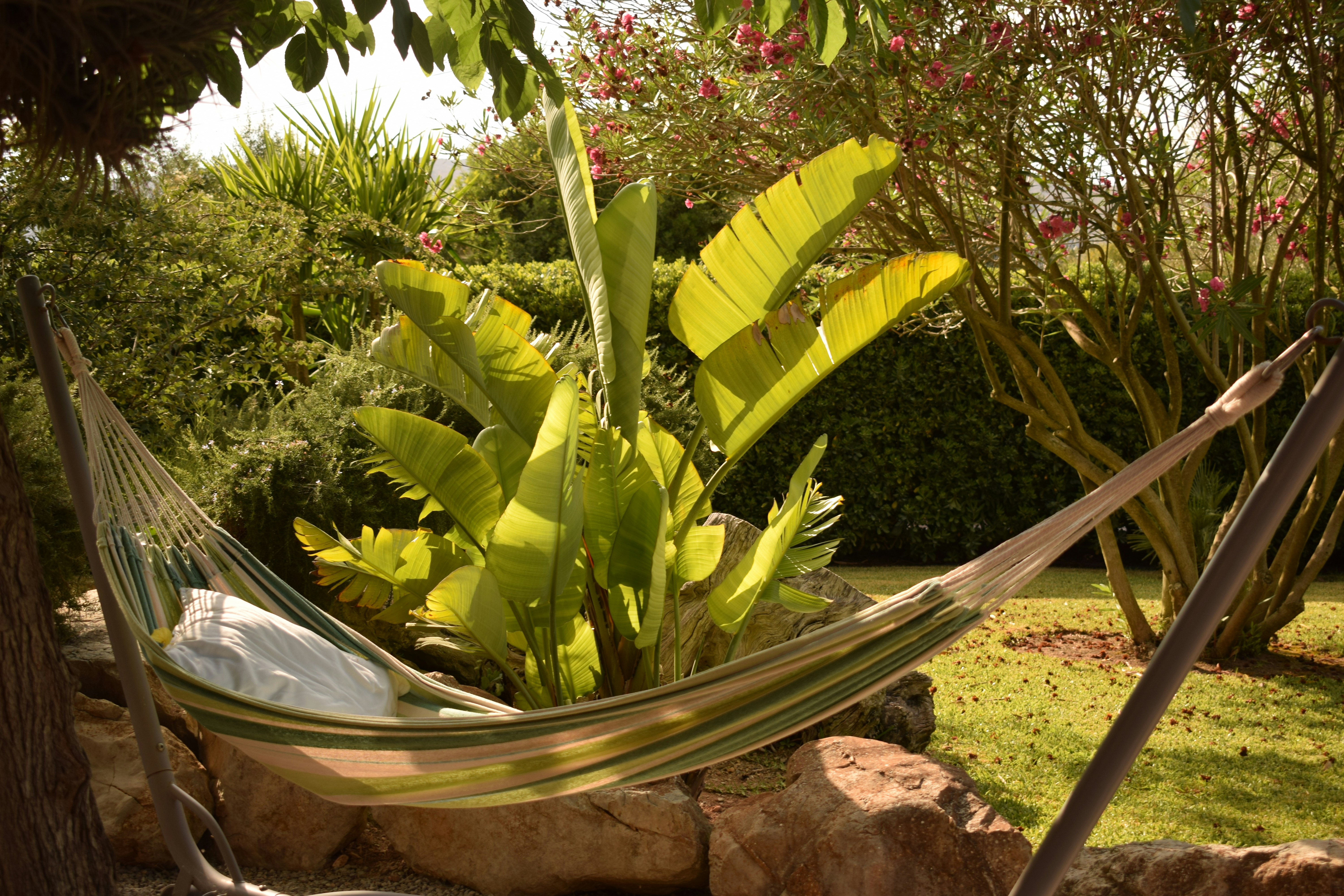 Sunlit Hammock Among Tropical Foliage