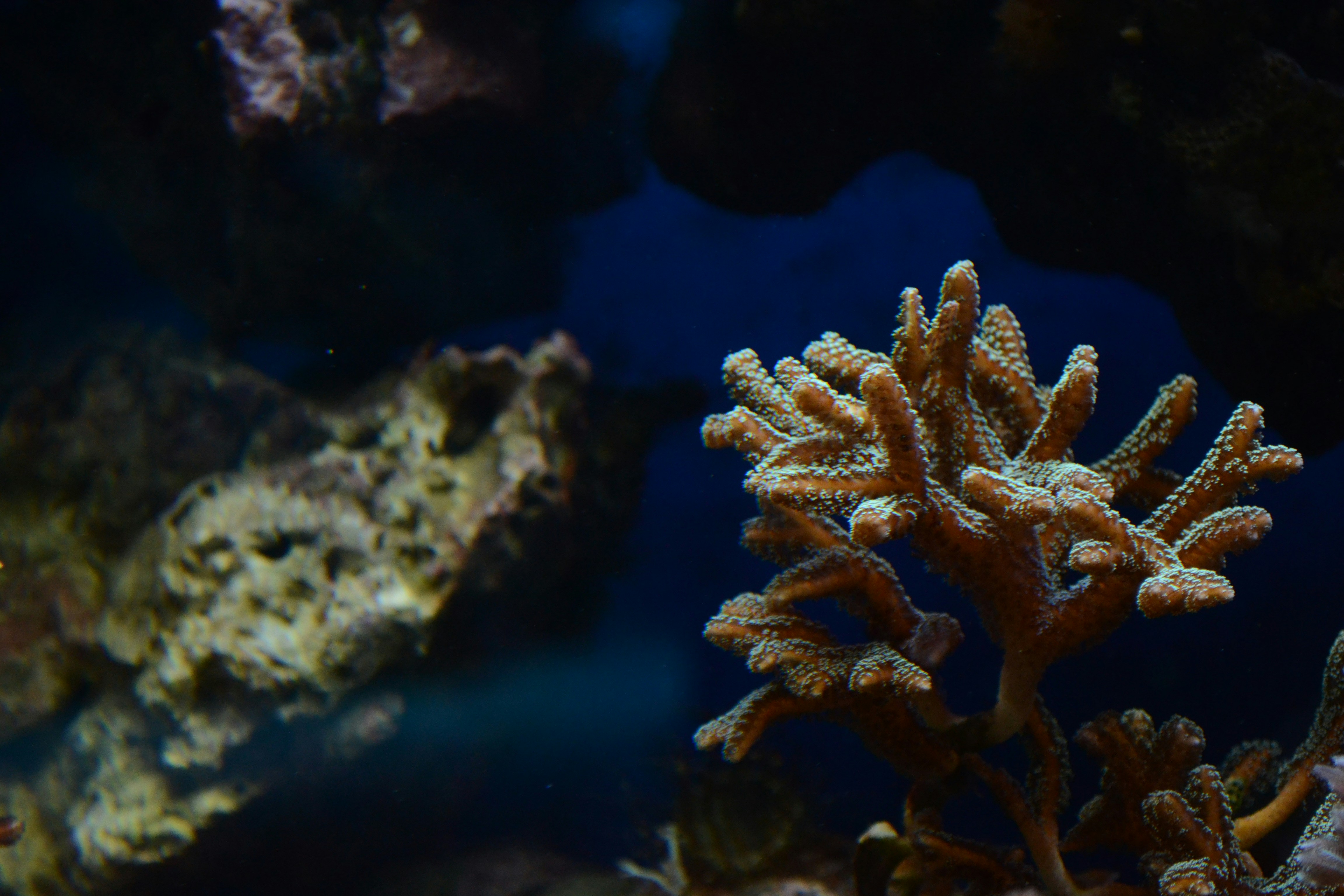 350+ Coral Pictures | Download Free Images on Unsplash