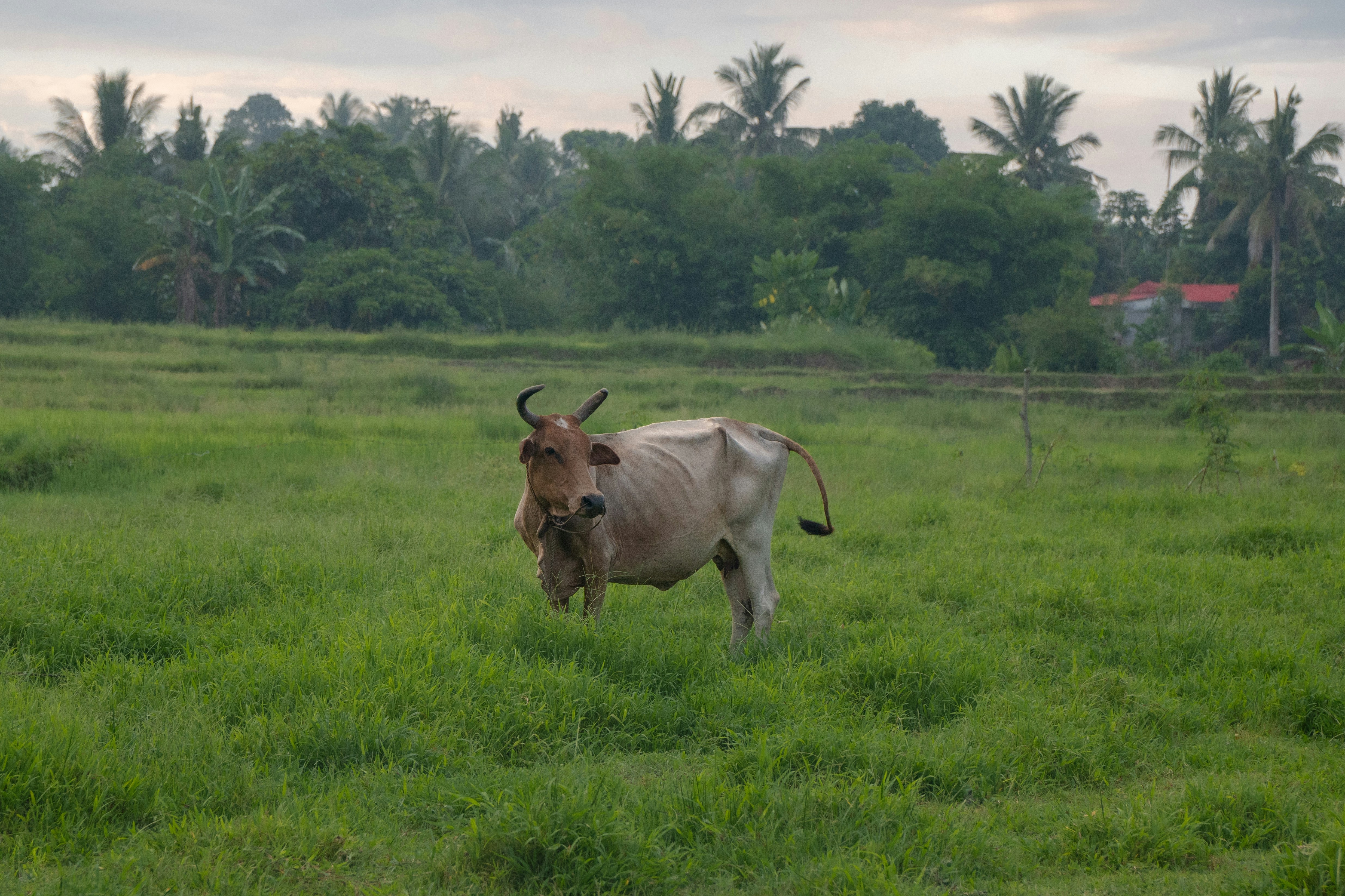 Lone Cow Browses a Verdant Tropical Pasture Under a Palm-Fringed Horizon