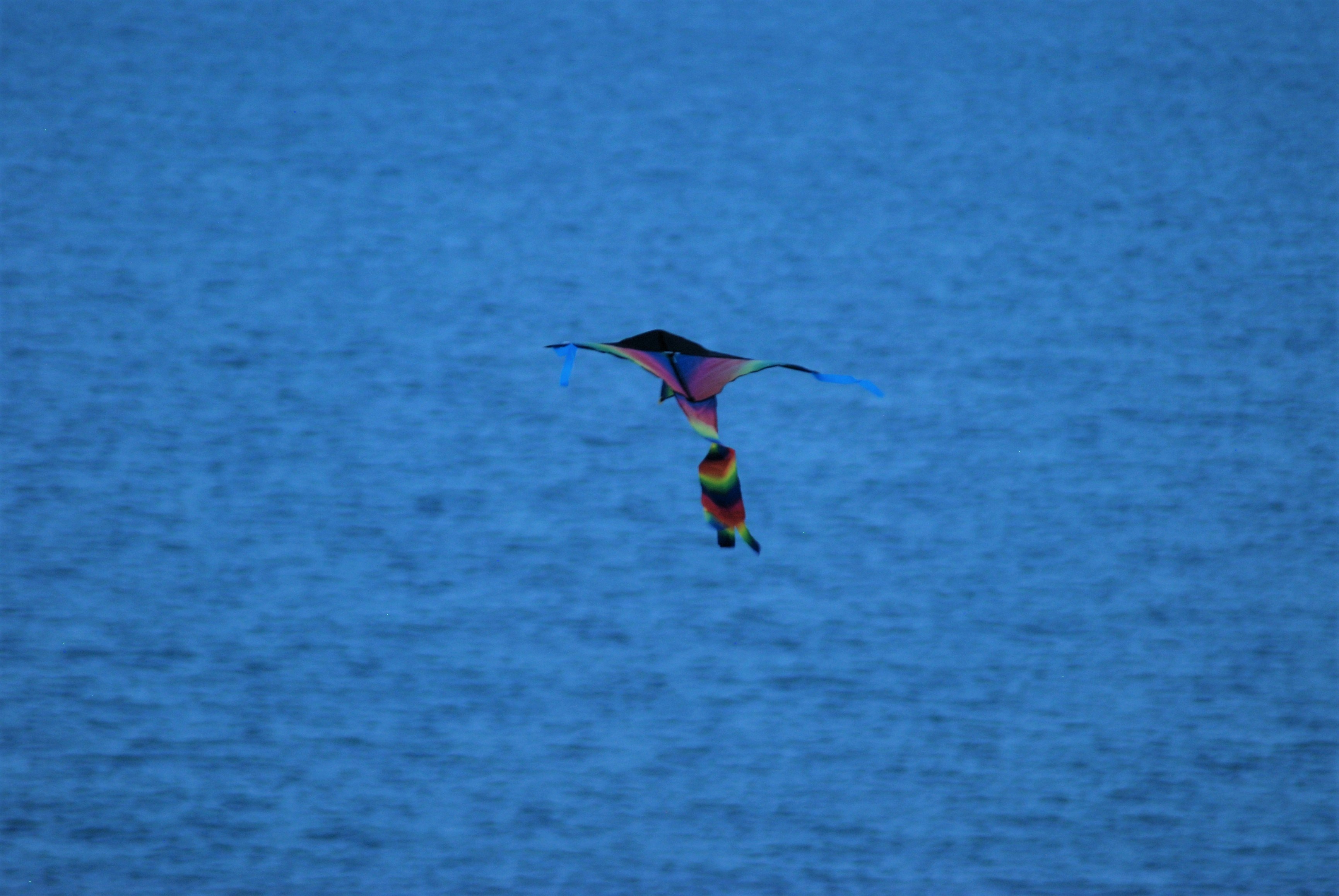 A colorful kite flying over a body of water photo – Free Animal Image ...