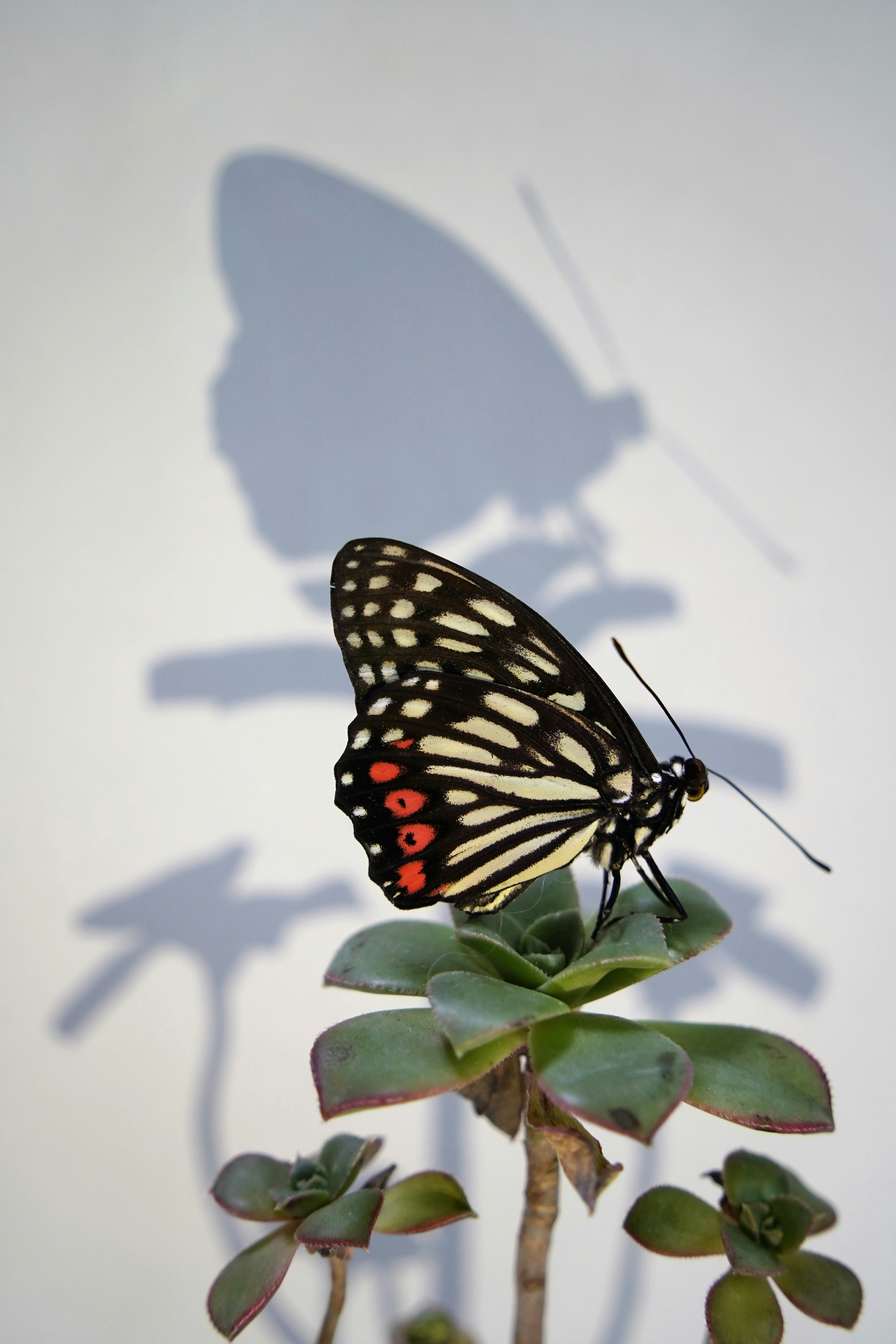 Butterfly on a succulent stage: shadow play in soft light