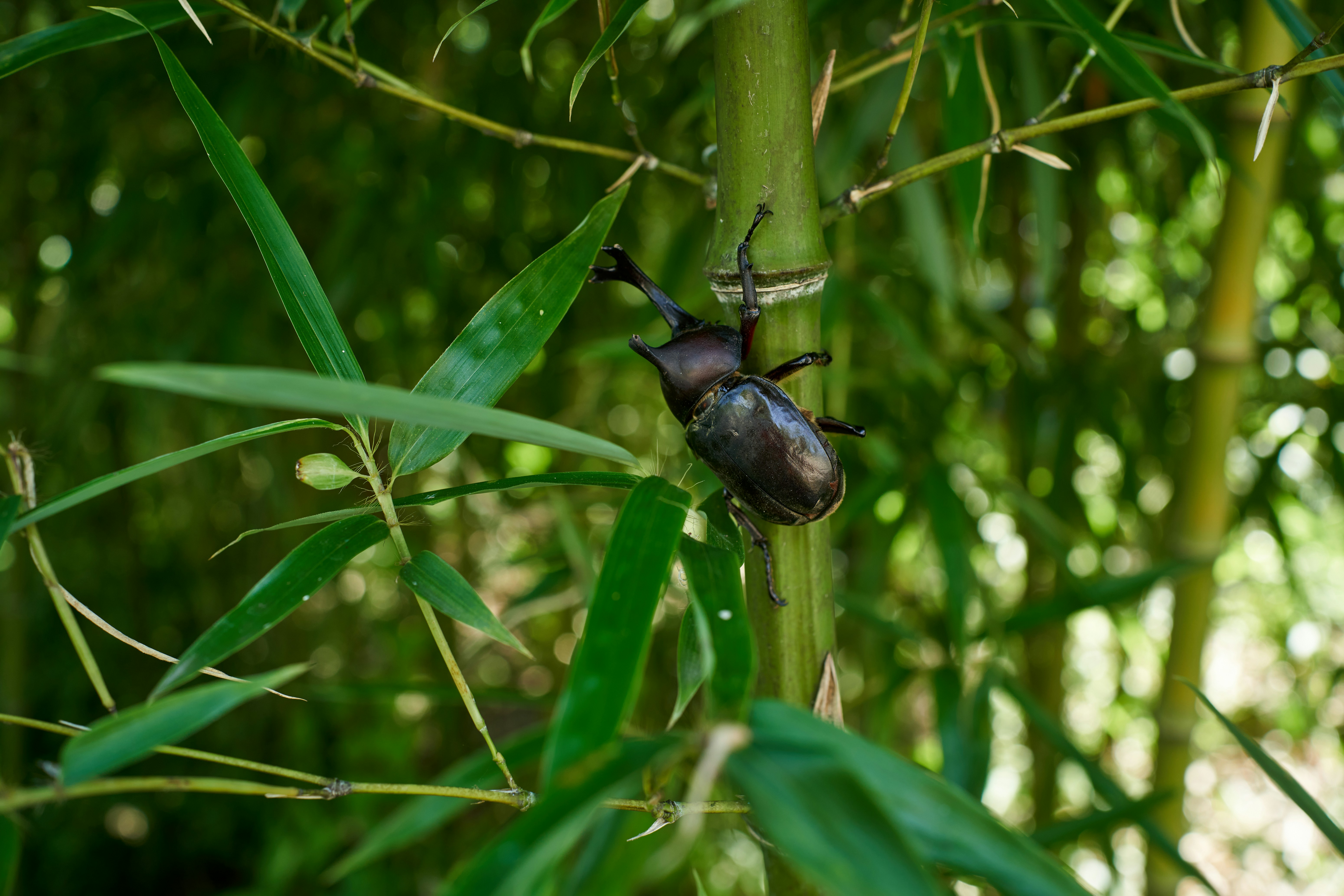 A striking beetle clings to a bamboo stalk amidst lush greenery.