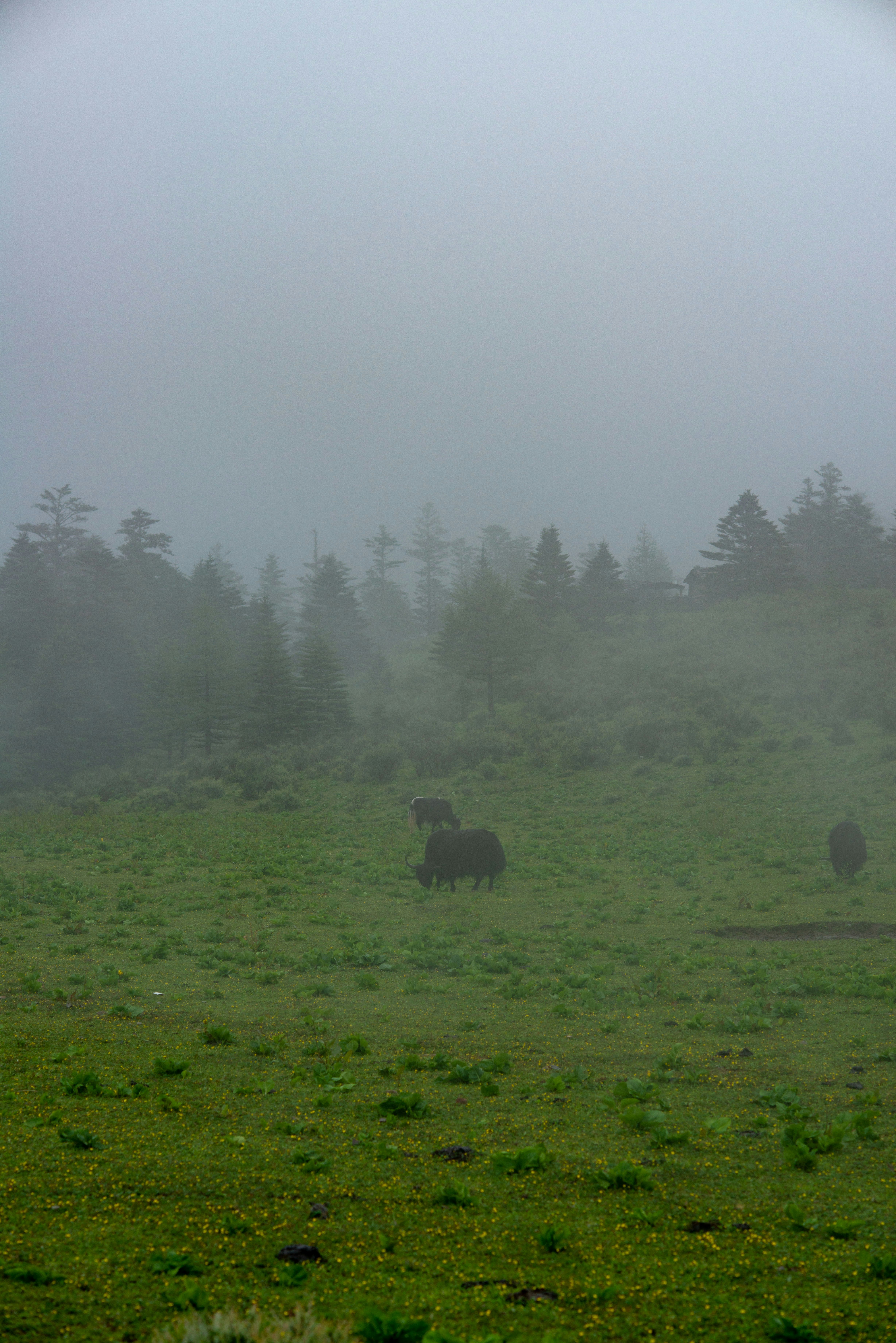 meeting the yaks in the mist, lijiang Yulong moutain. the mist comes and goes really fast, and only got a few second to find them and take the shot