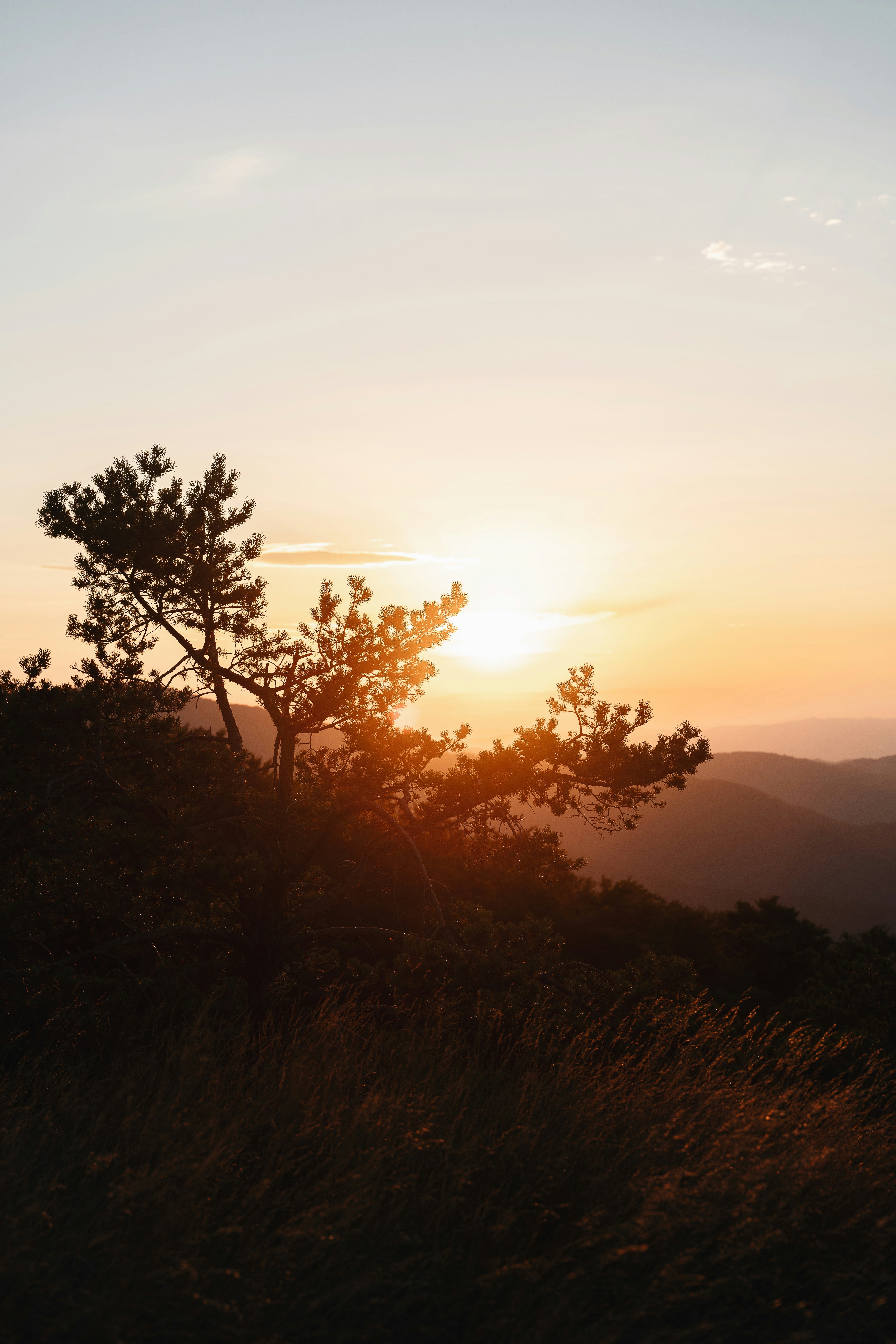 The sun is setting over the mountains with a tree in the foreground ...