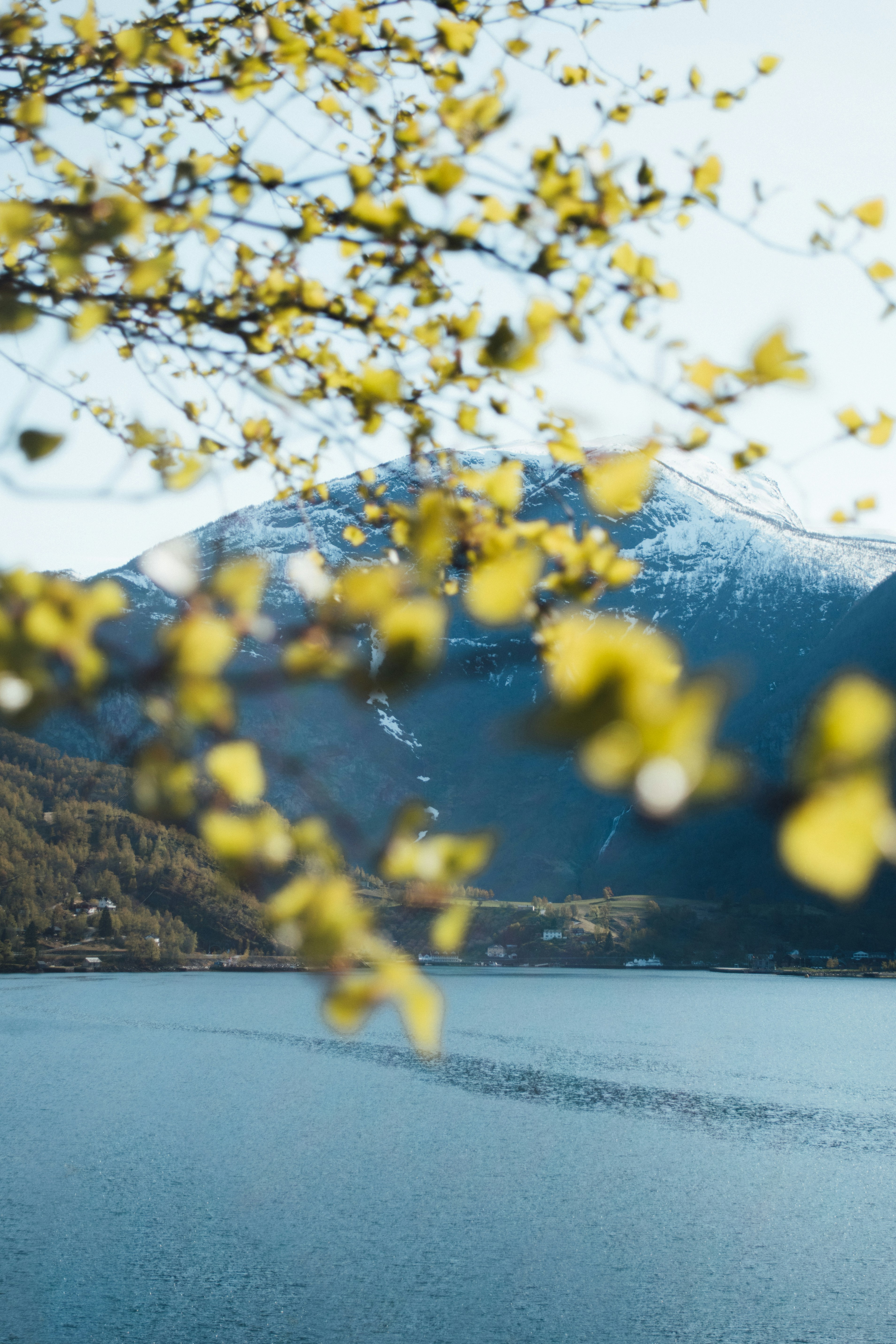 Snow-Capped Peak Framed by Golden Spring Leaves Over a Serene Alpine Lake