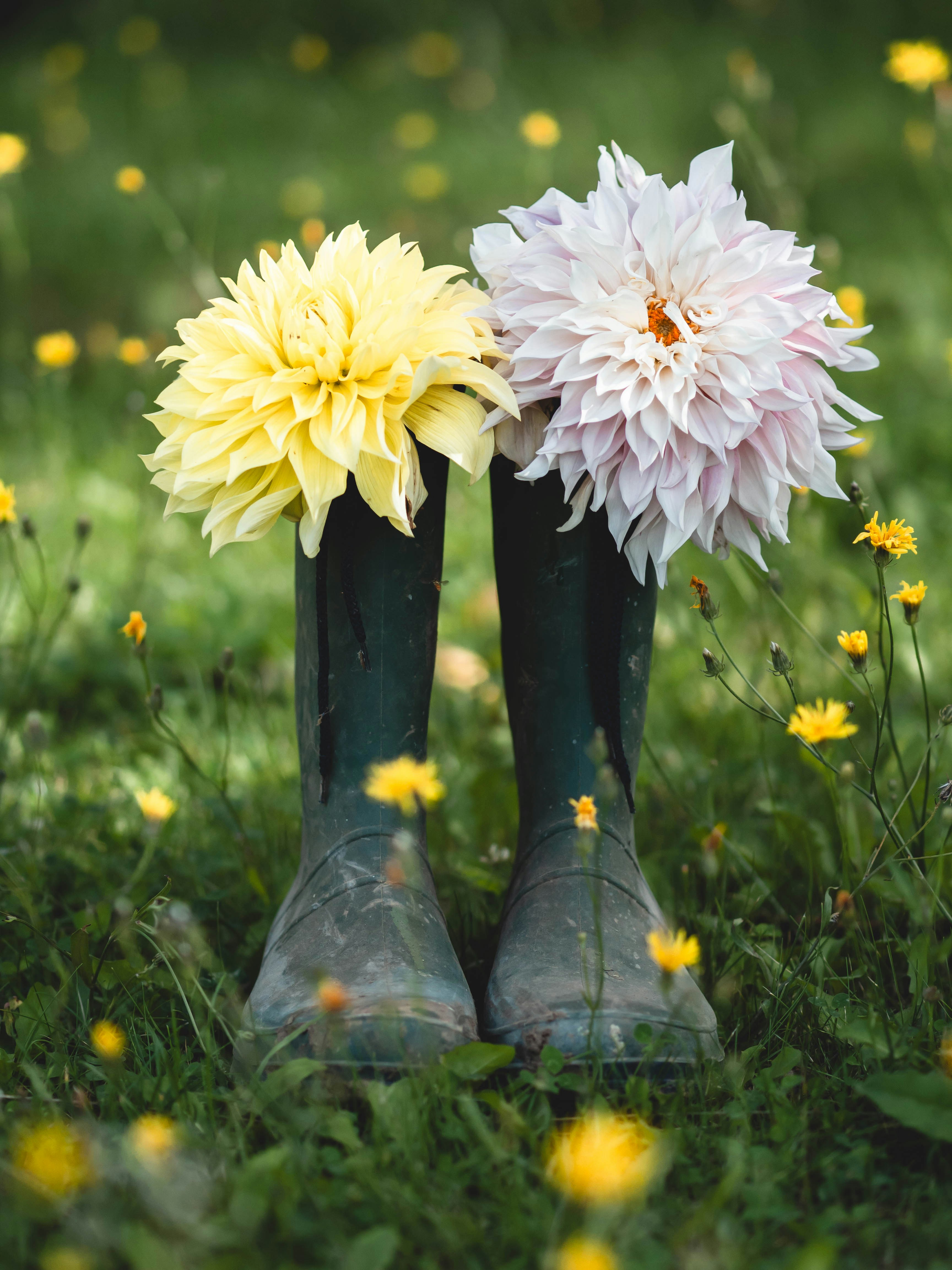 A pair of rubber boots with flowers in them photo – Free Portrait Image ...