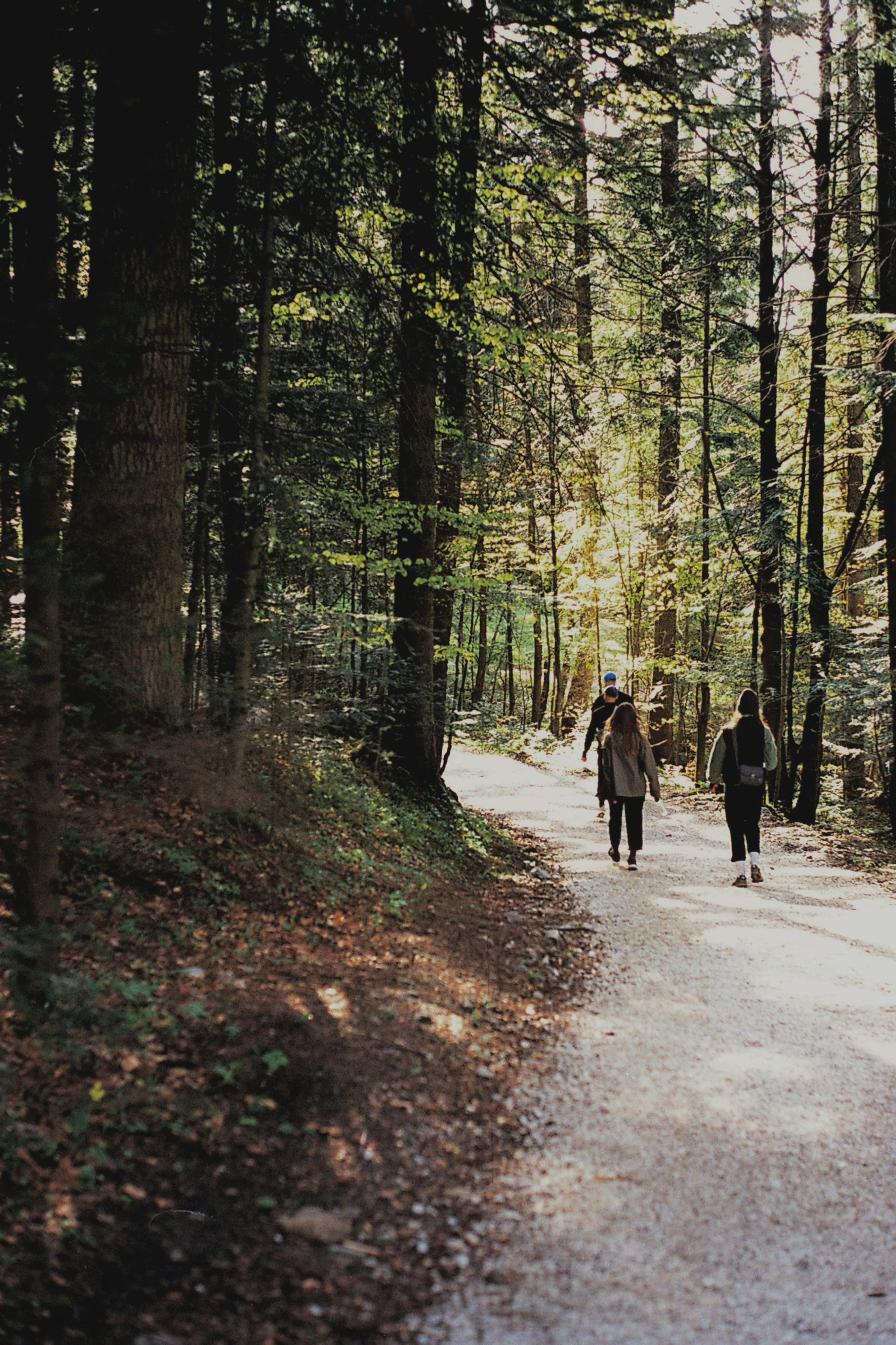 Two people walking down a path in the woods photo – Free Land Image on ...