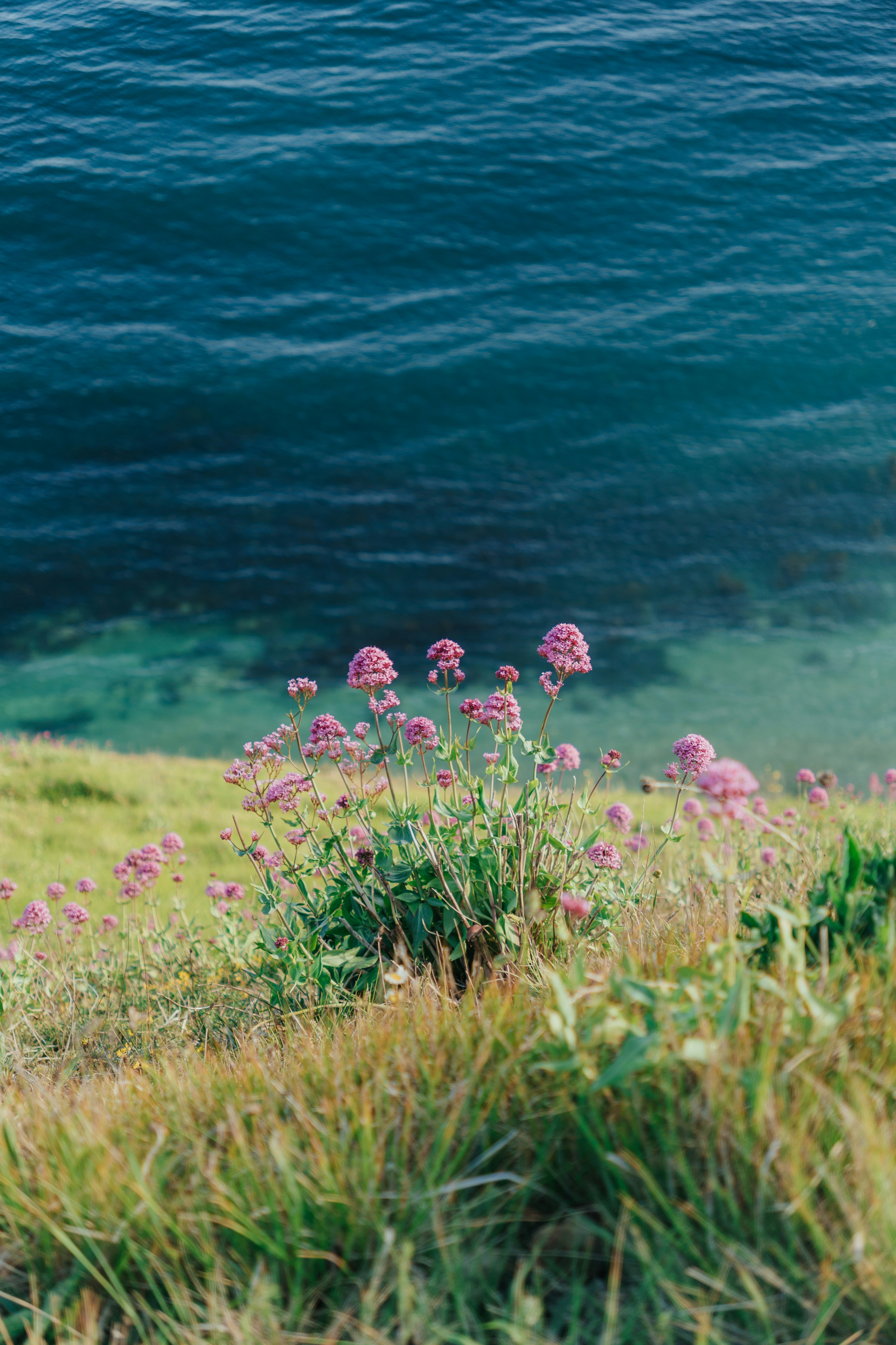 Pink Allium Blooms Along the Coastal Verge