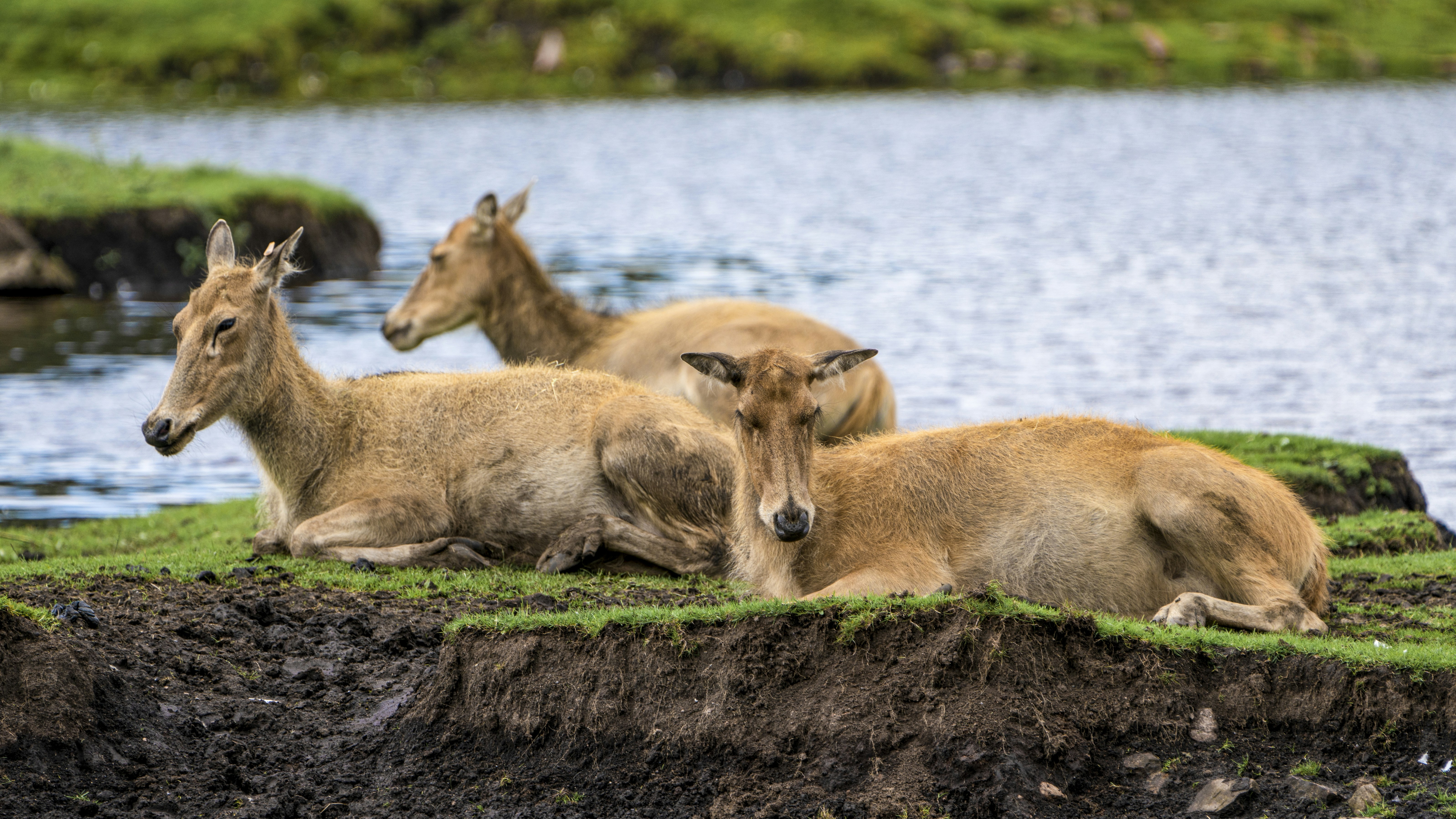 A group of animals laying on top of a grass covered field photo – Free ...