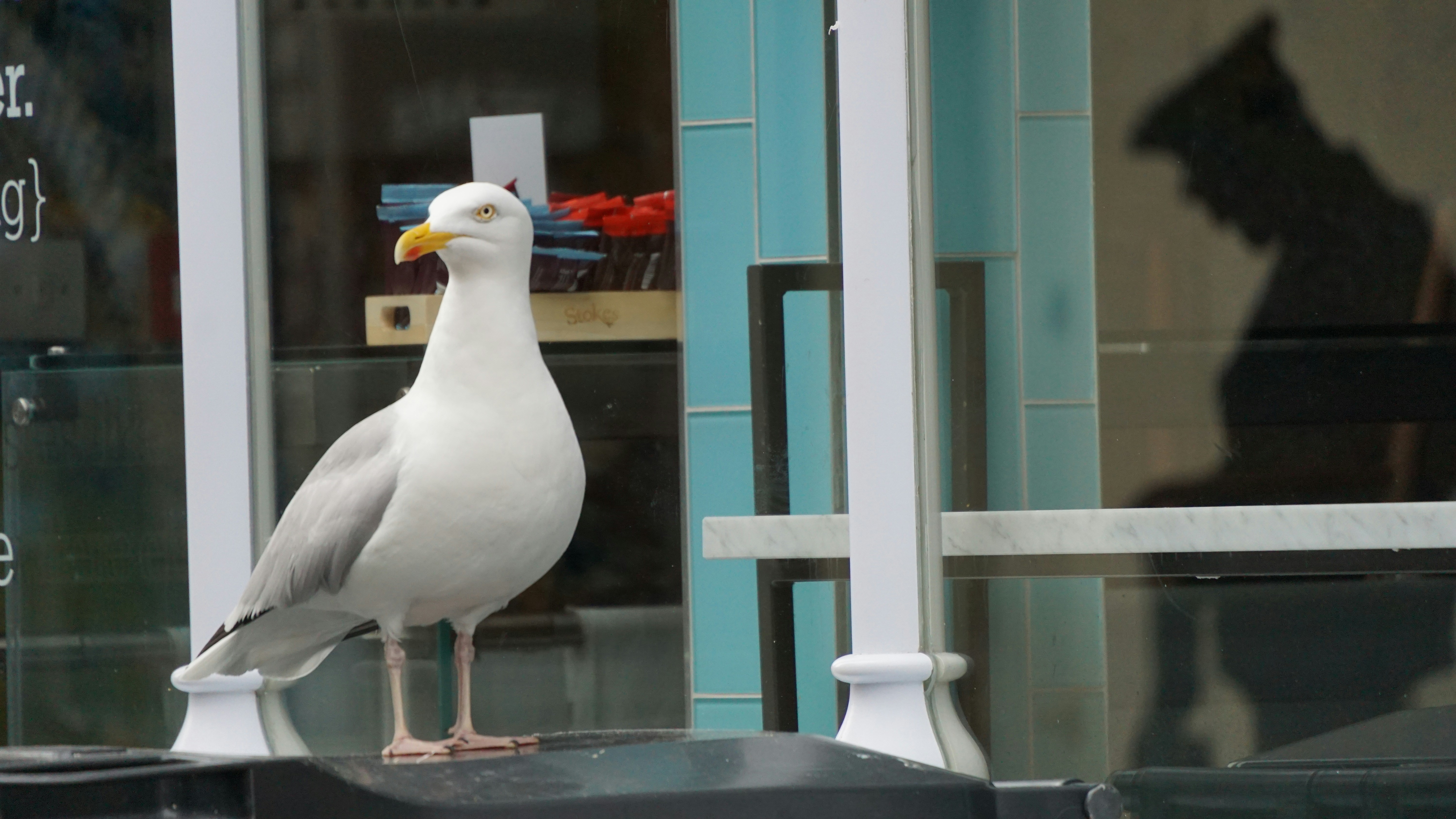 Seagull at the Glass-Front Threshold: A Quiet Urban Moment