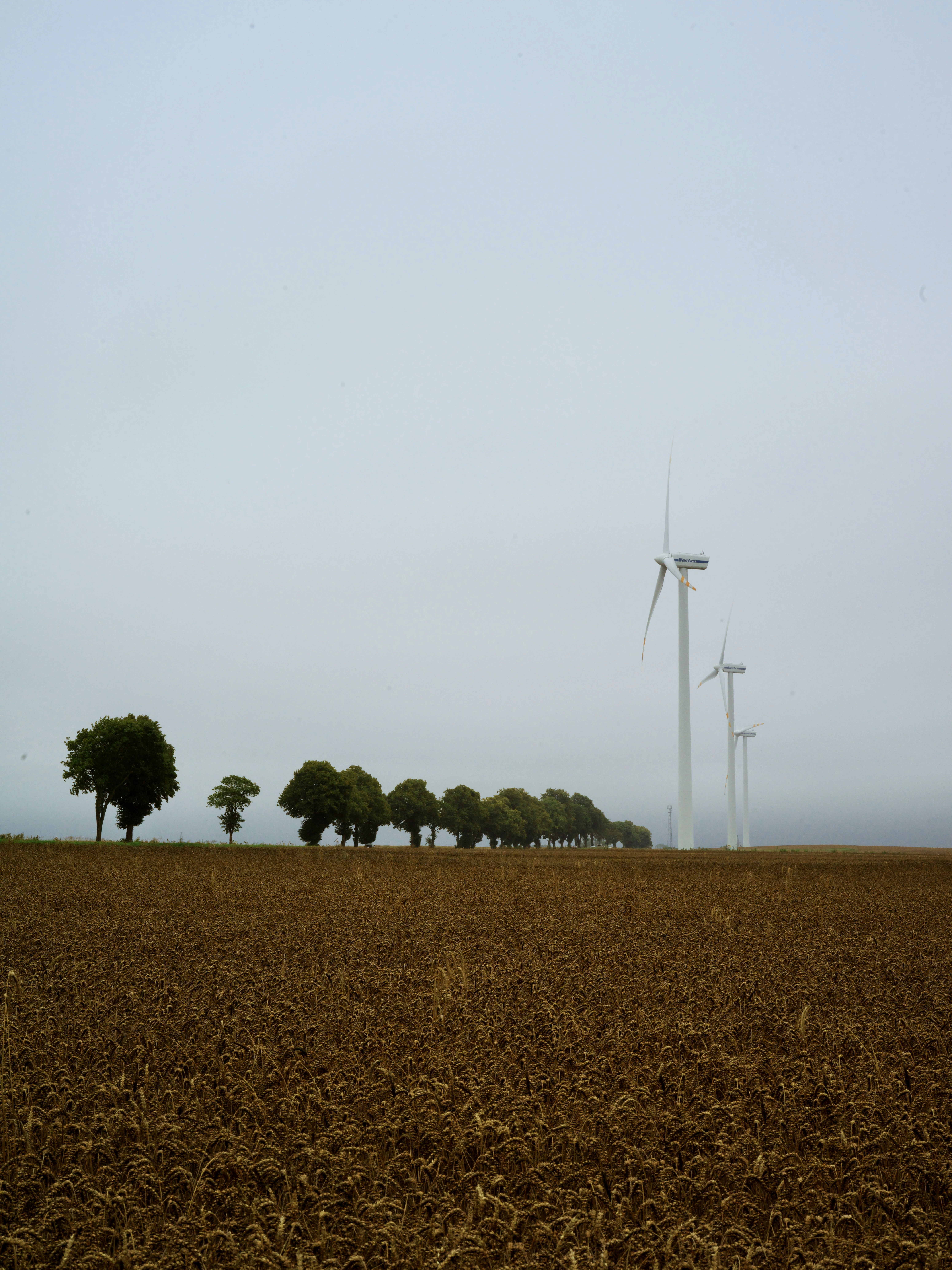 Row of Skyward Giants Over a Quiet Harvest Field