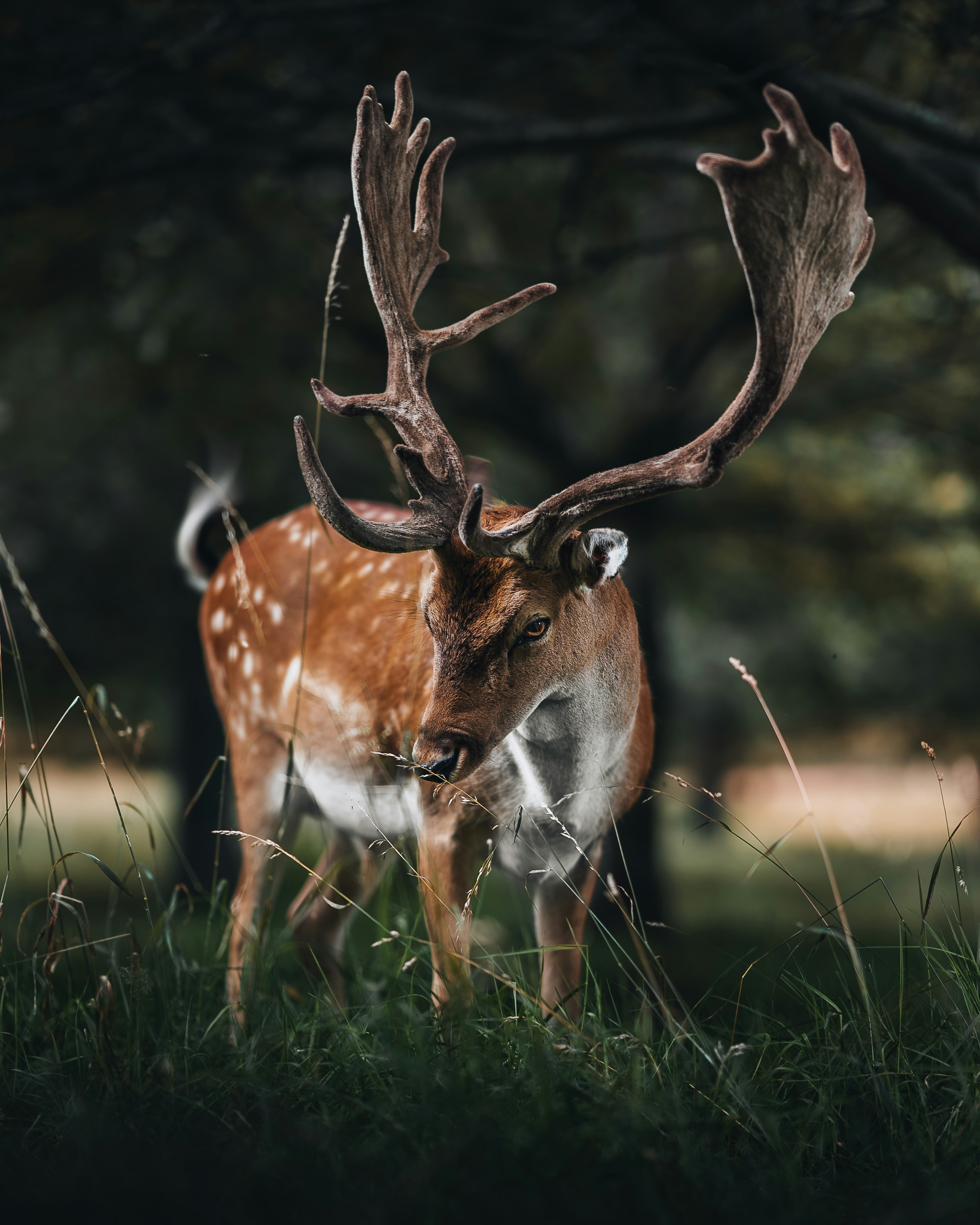 A deer with antlers standing in the grass photo – Free Wildlife Image ...