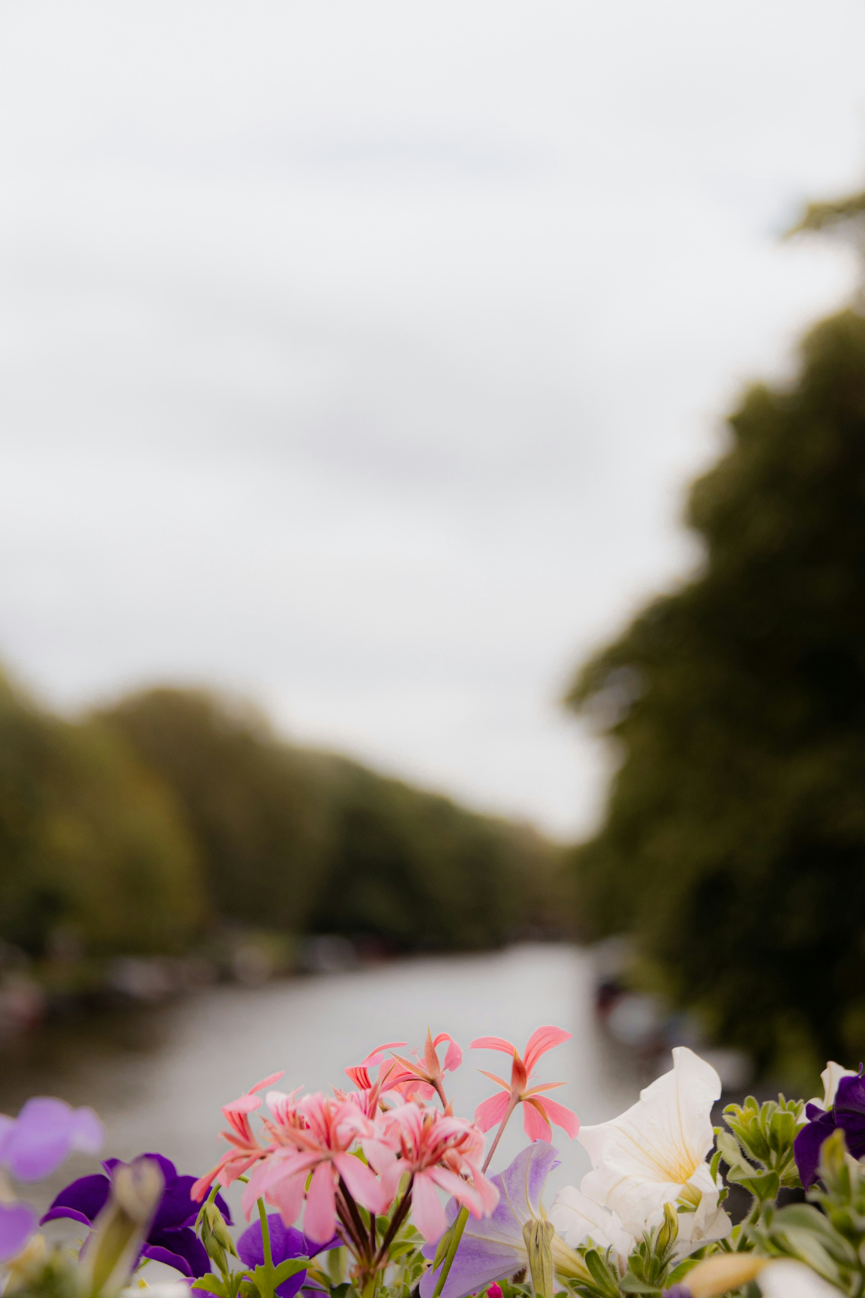 Petals at the Canal: A Sharp Bloom Framing the Quiet Waterway
