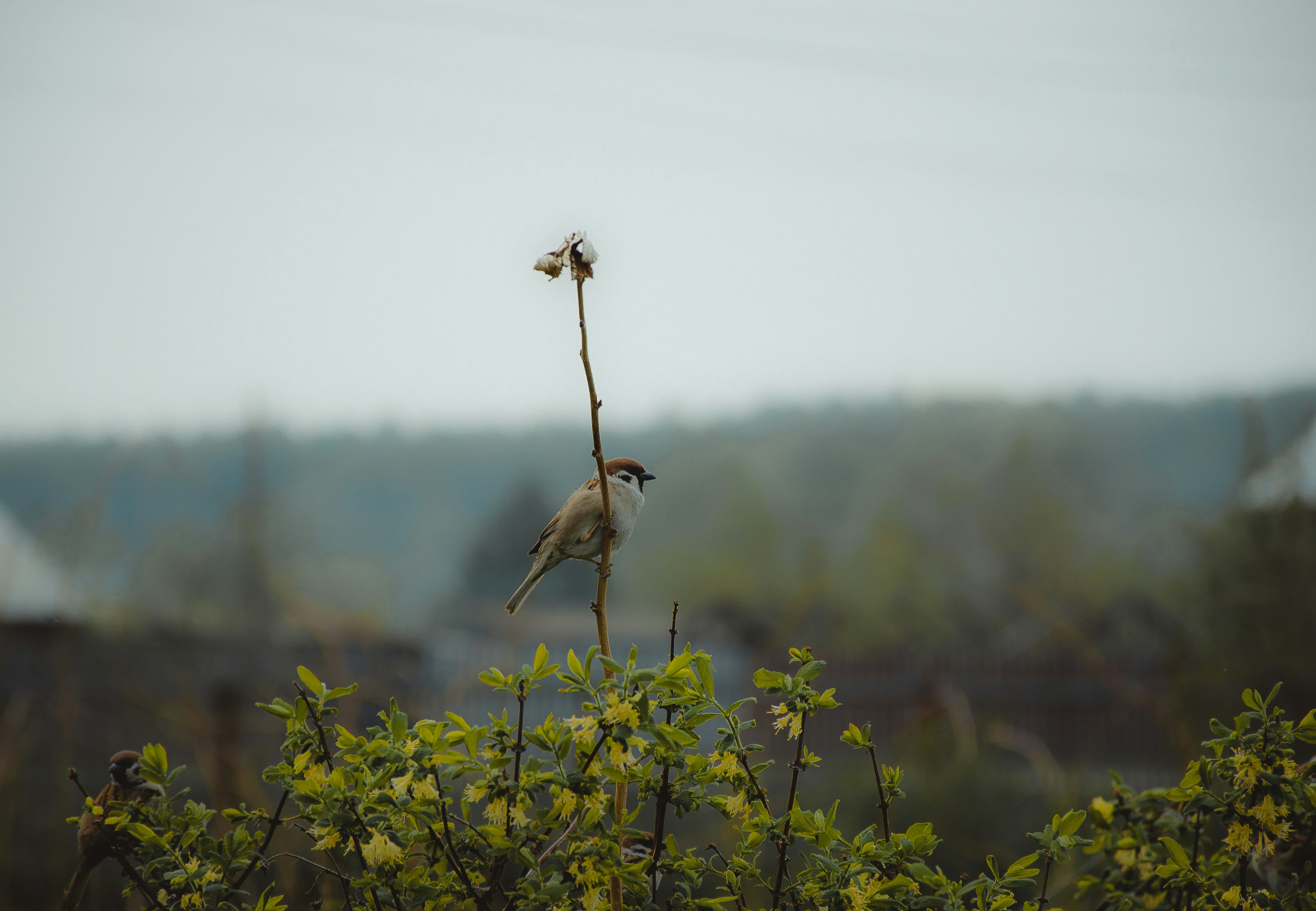 a bird sitting on top of a tree branch
