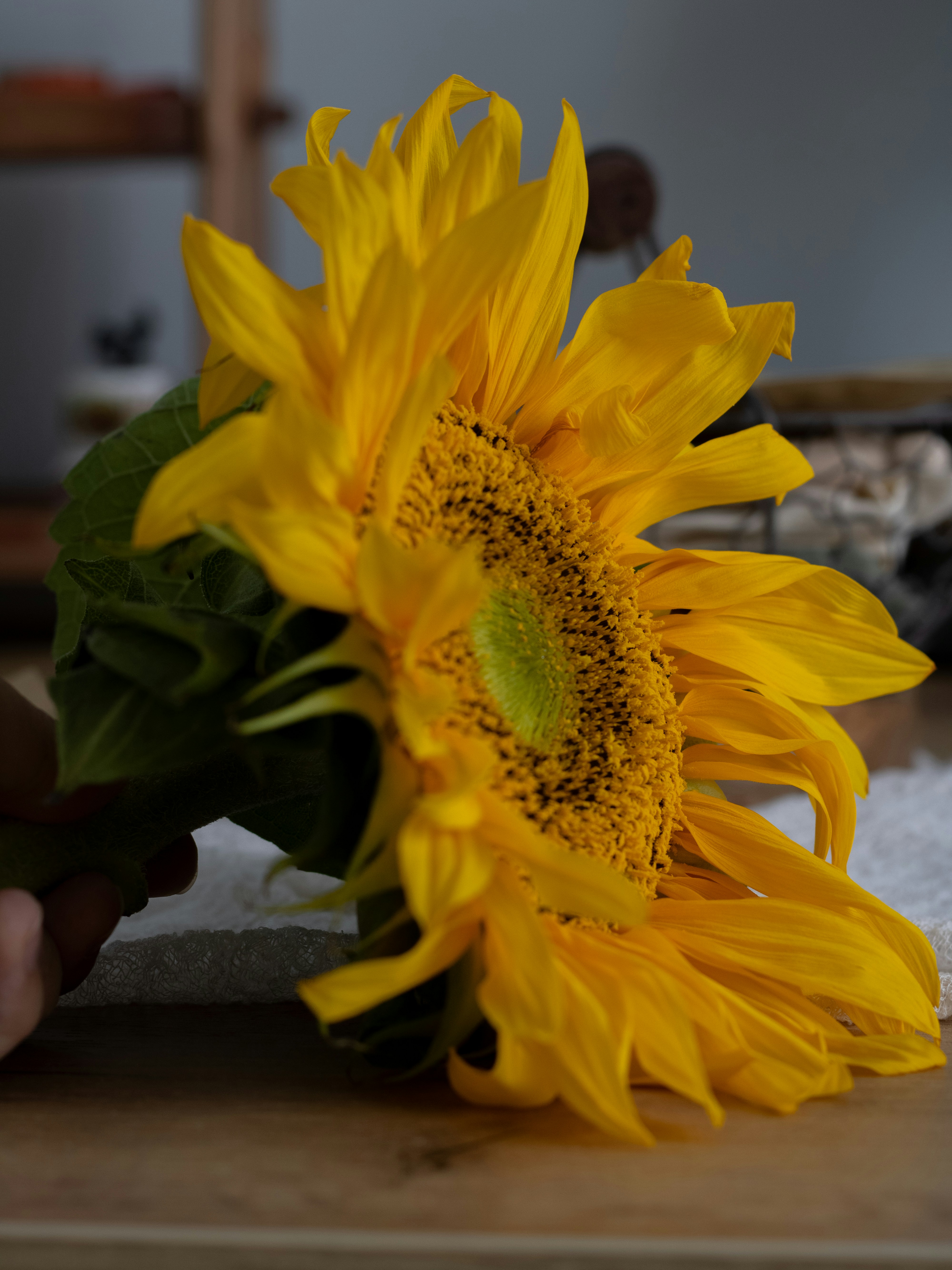 Sunflower on a Wooden Table: Quiet Light, Bold Color