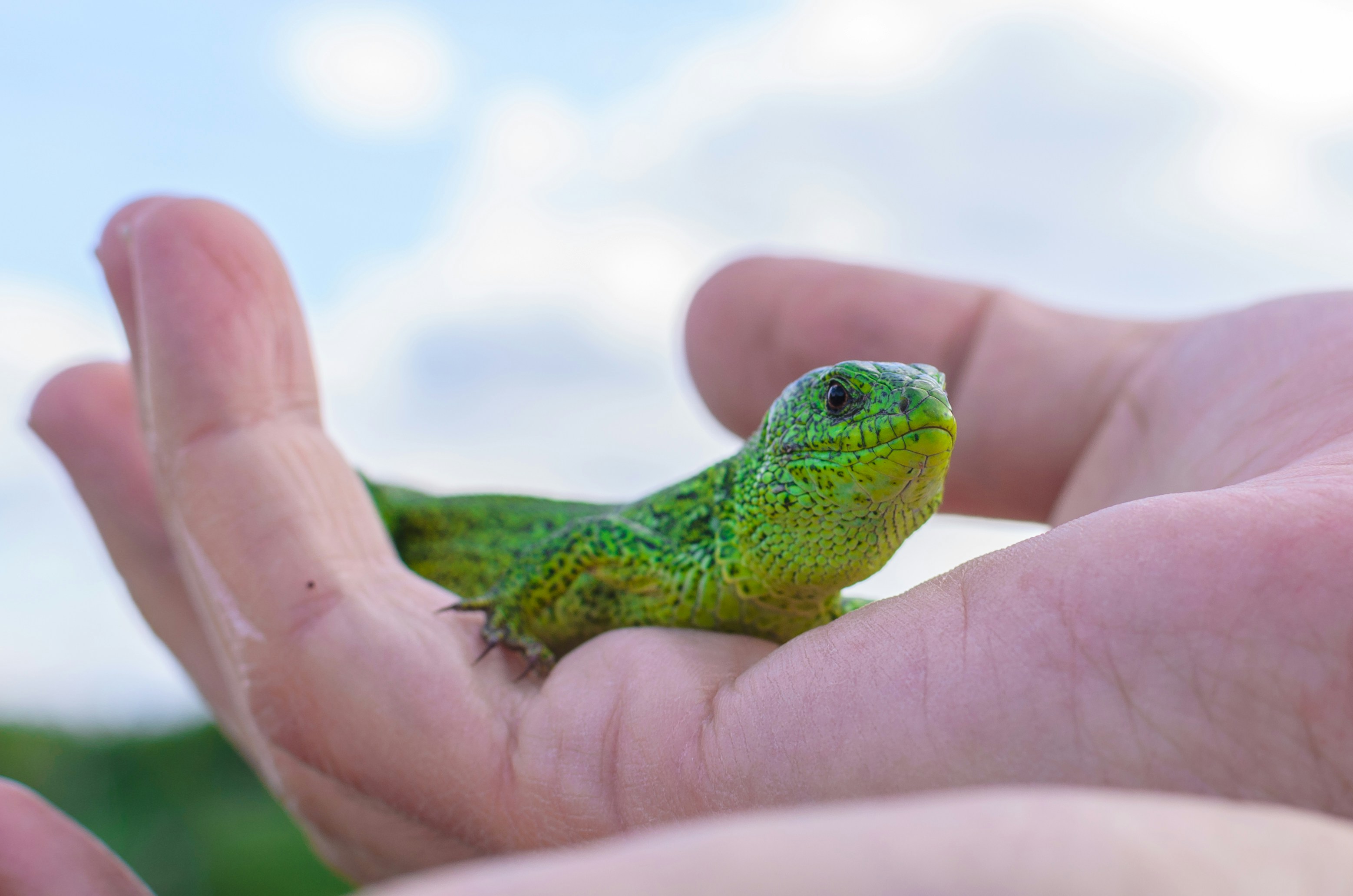 Tiny Green Lizard in Gentle Hands, Against a Sky-Blue Backdrop