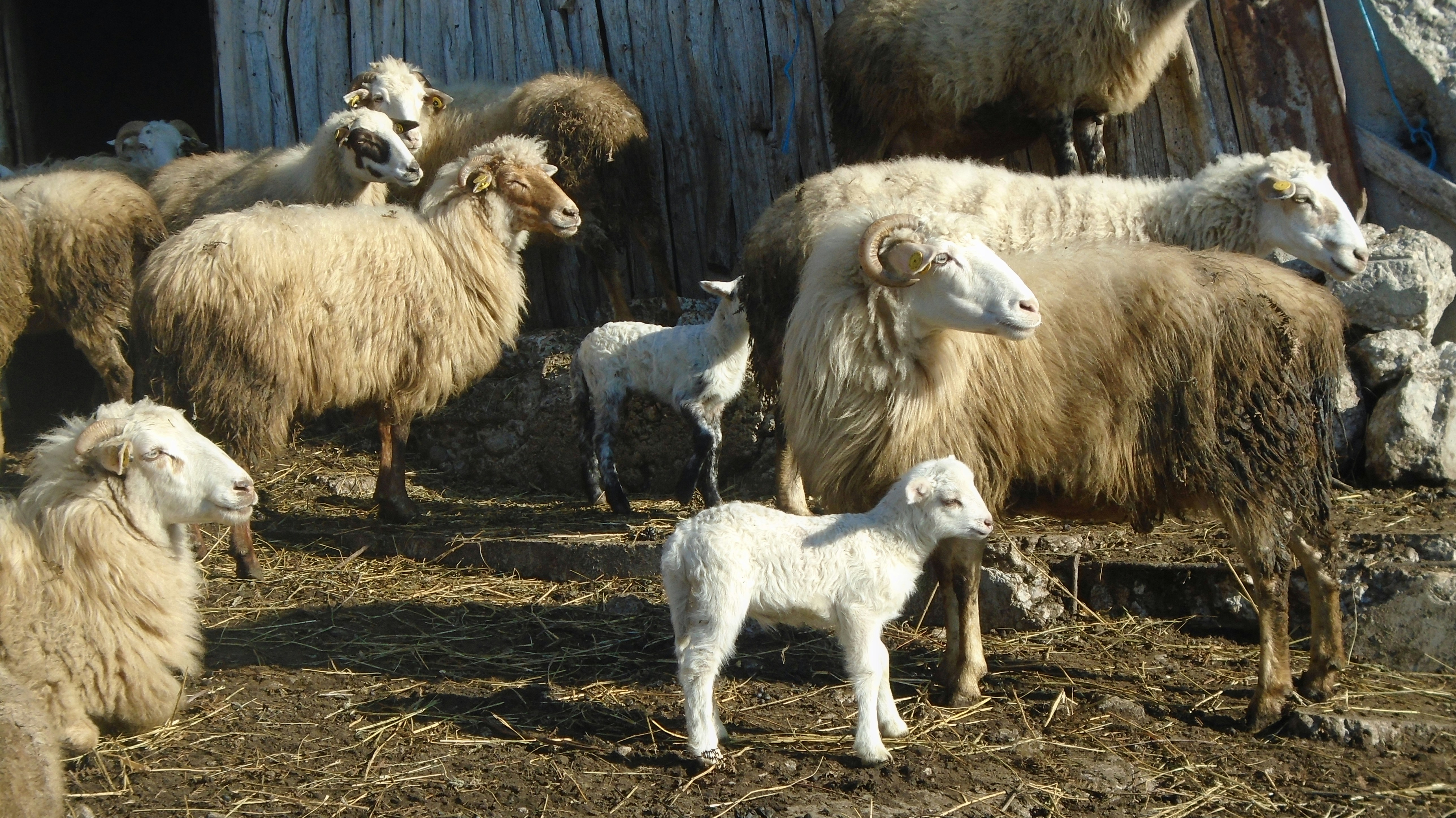 A photograph showing a straw-strewn sheep pen with a prominent white lamb at the center, surrounded by woolly adults. The scene captures a tranquil moment in the flock.